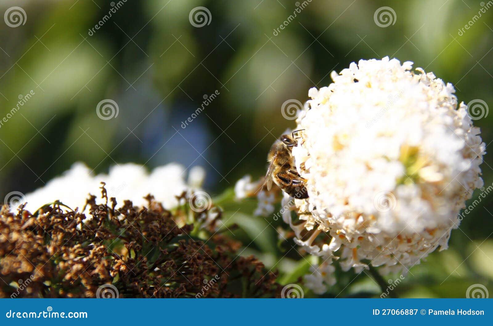 Bee on buddleja stock image. Image of insect, detail - 27066887