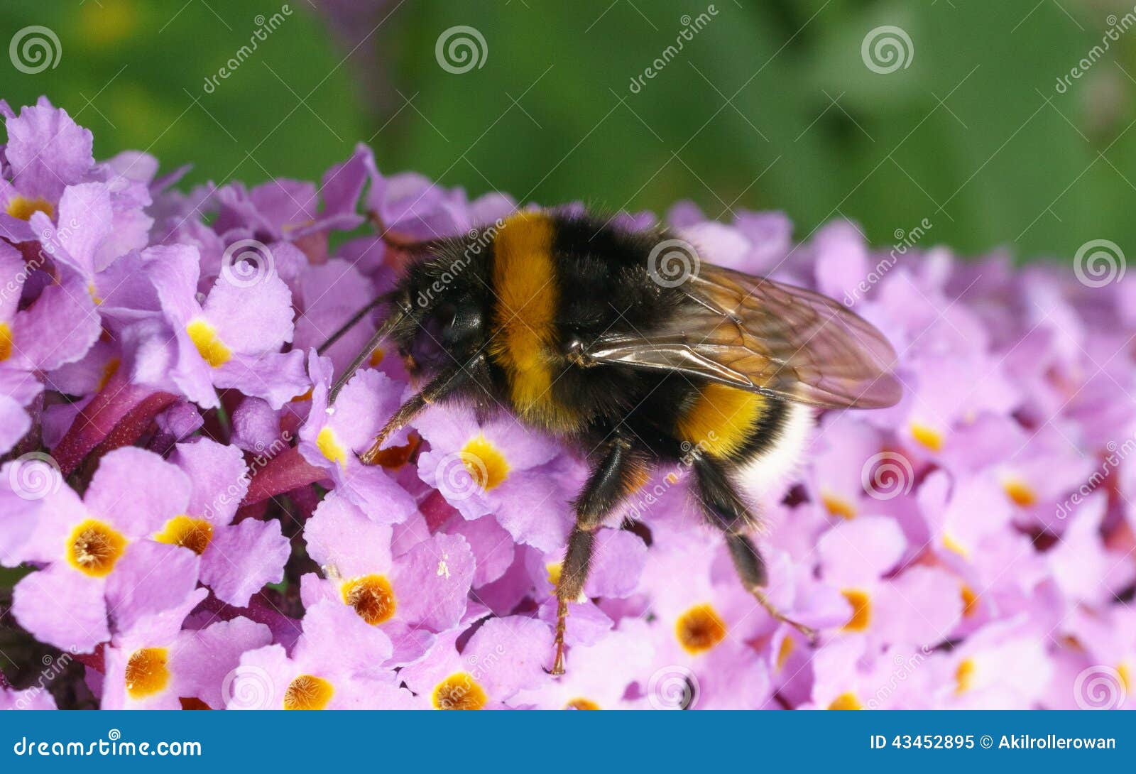 A Bumble Bee on a Purple Buddleja Flower Stock Image - Image of antenna ...