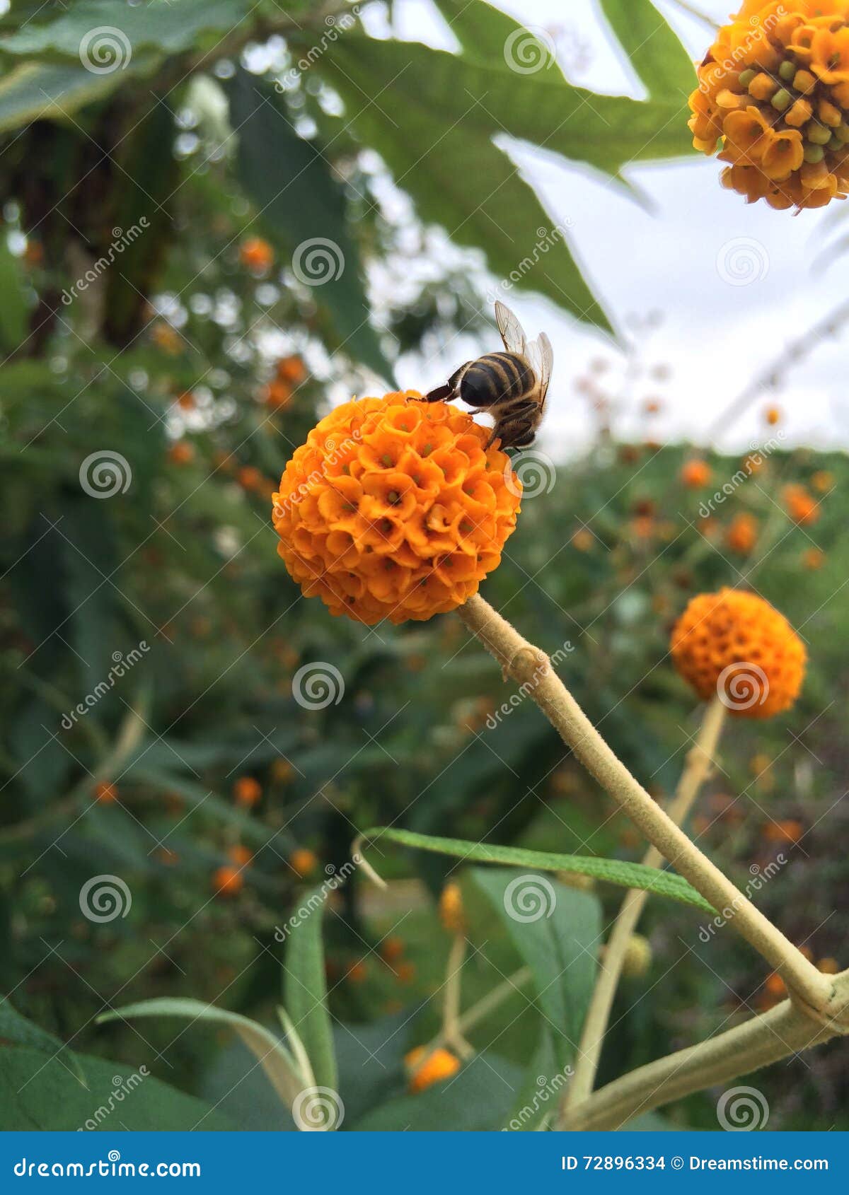 A bee on Buddleja globosa stock photo. Image of black - 72896334