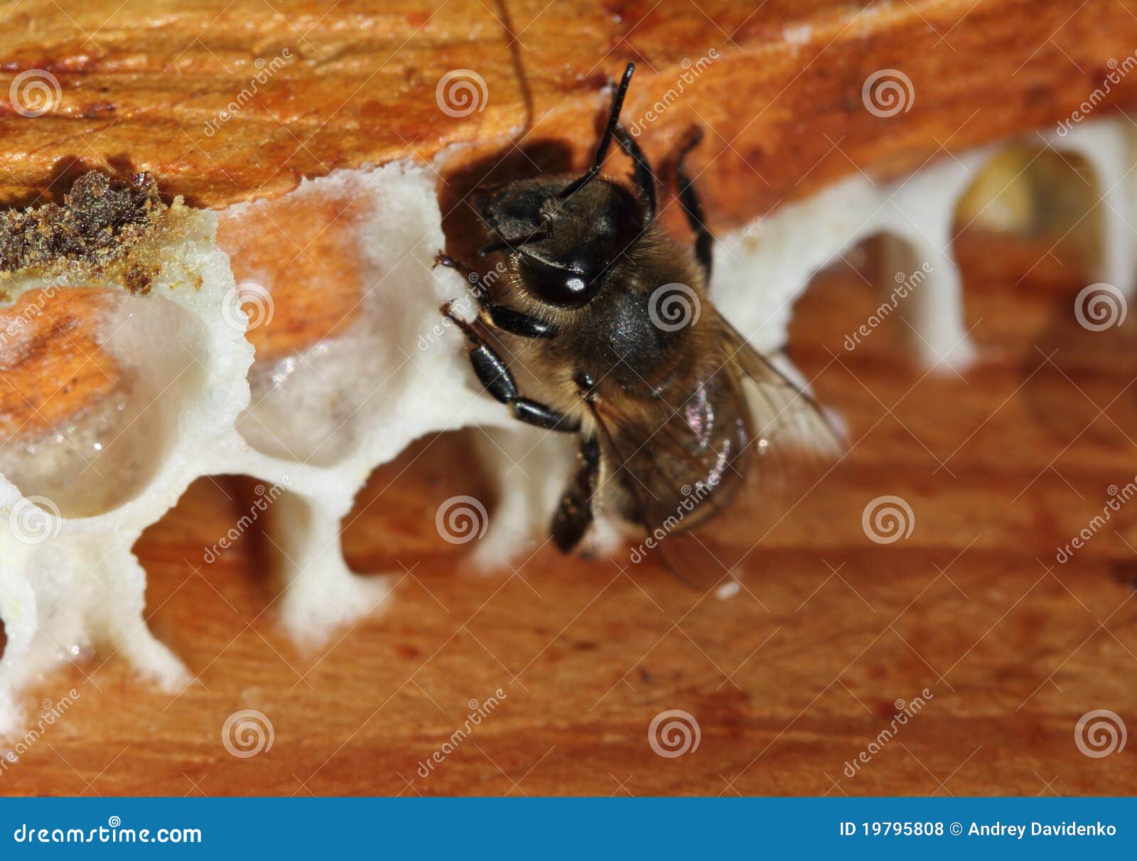 Bee builder stock photo. Image of instinct, bees, build - 19795808