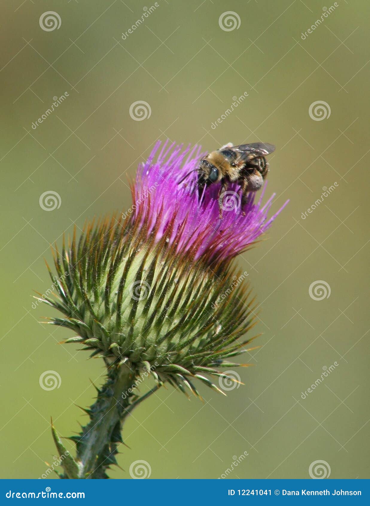 Bee on Bull Thistle stock image. Image of wildflower - 12241041