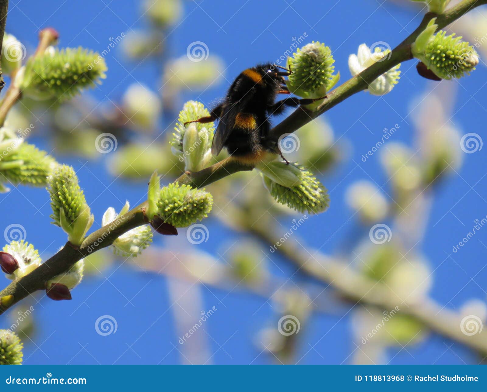 Bee stock photo. Image of bumble, wildlife, tree, nature - 118813968