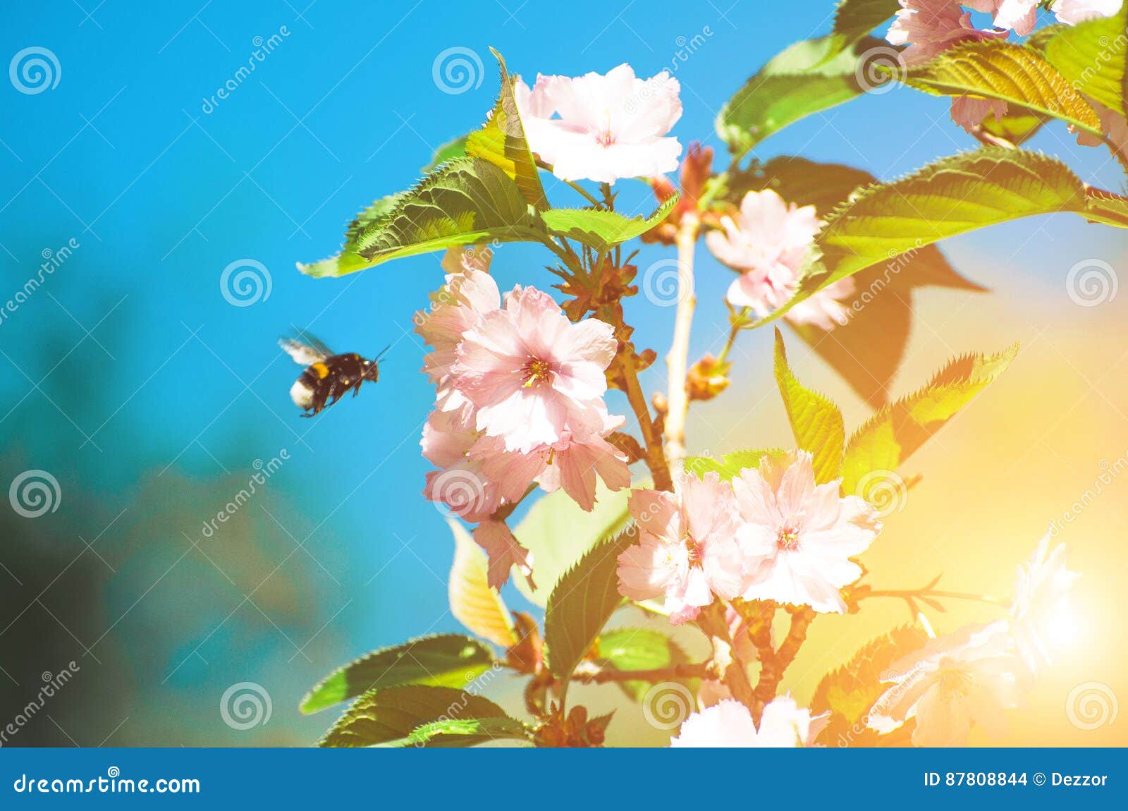 Bee Bumblebee Pollinating Spring Sakura Flowers in the Park in the Sun ...