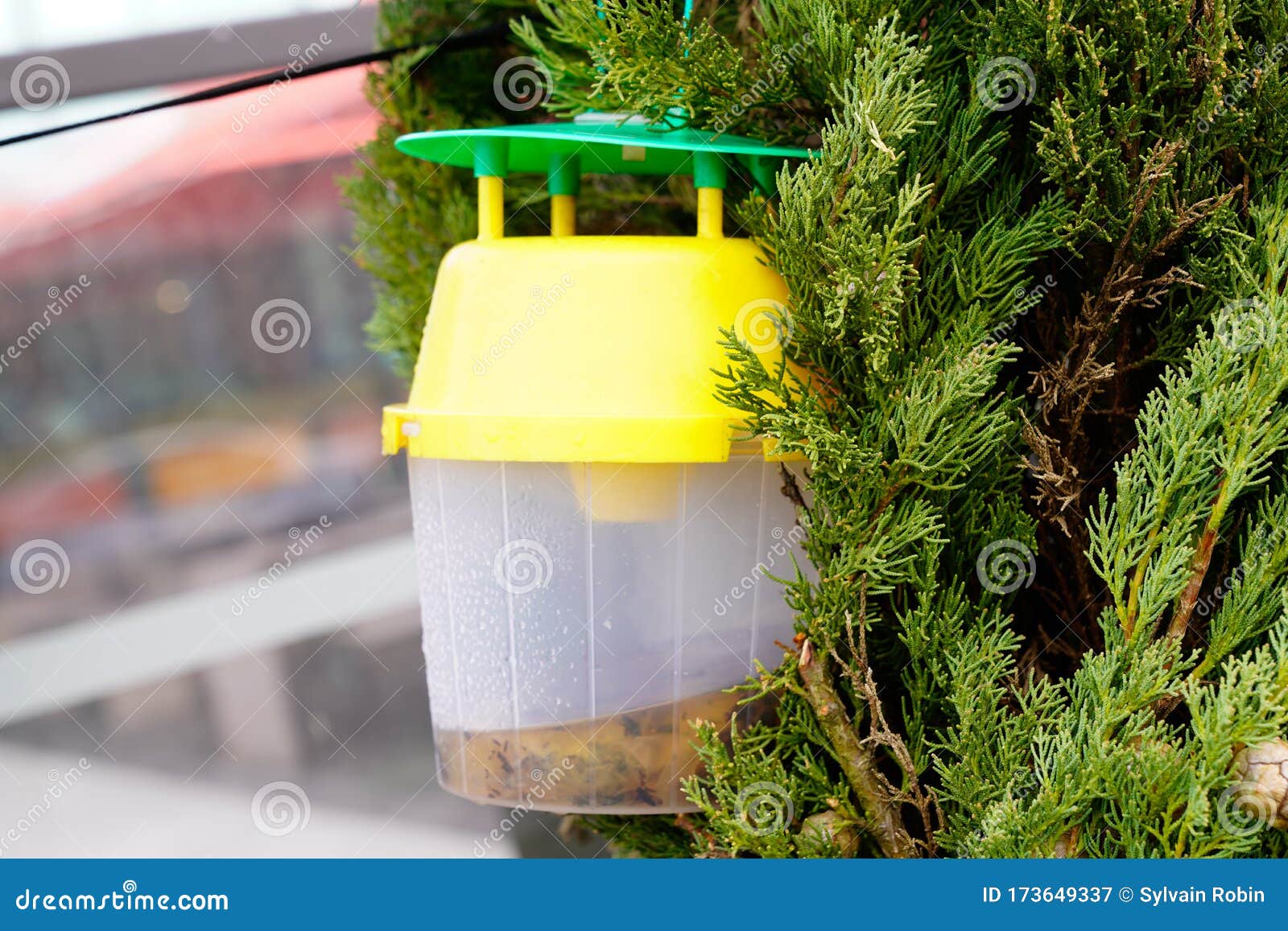 Bee Bumblebee Trap Full of Dead Insects Hanging from Garden Tree Stock ...