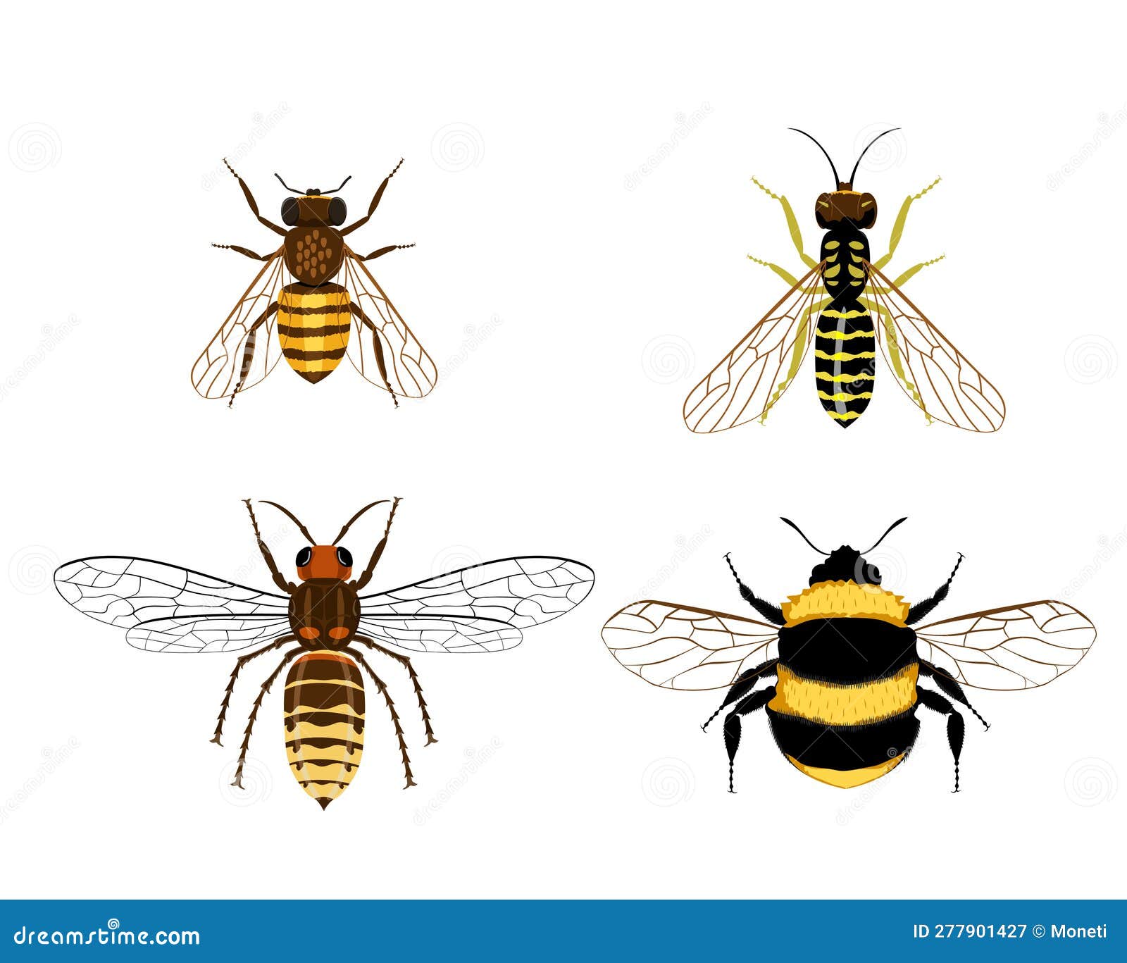 Bee, Bumblebee, Wasp, Hornet. Set Insects Isolated on a White ...