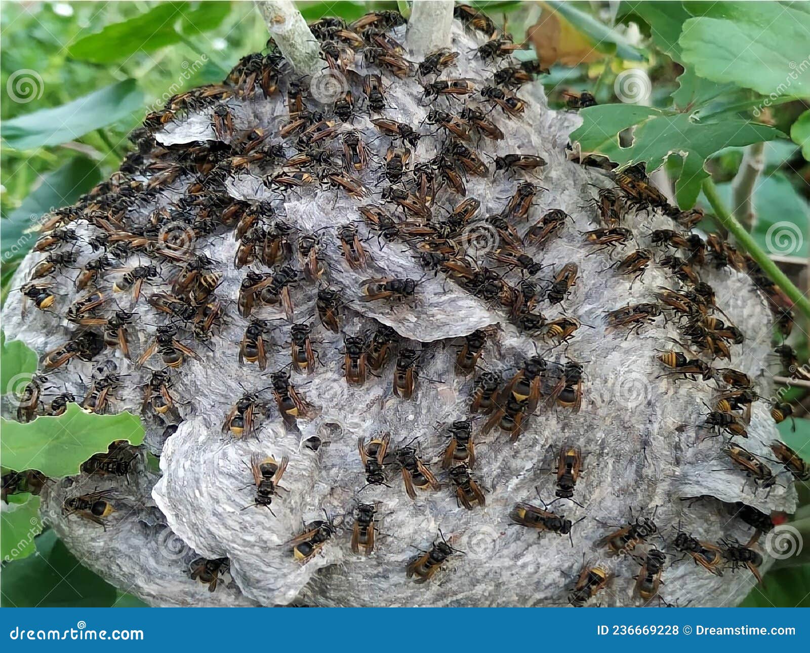 Bee Bunch Brazil stock photo. Image of arthropod, soil - 236669228
