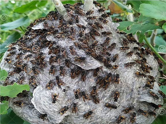 Bee Bunch Brazil stock photo. Image of arthropod, soil - 236669228
