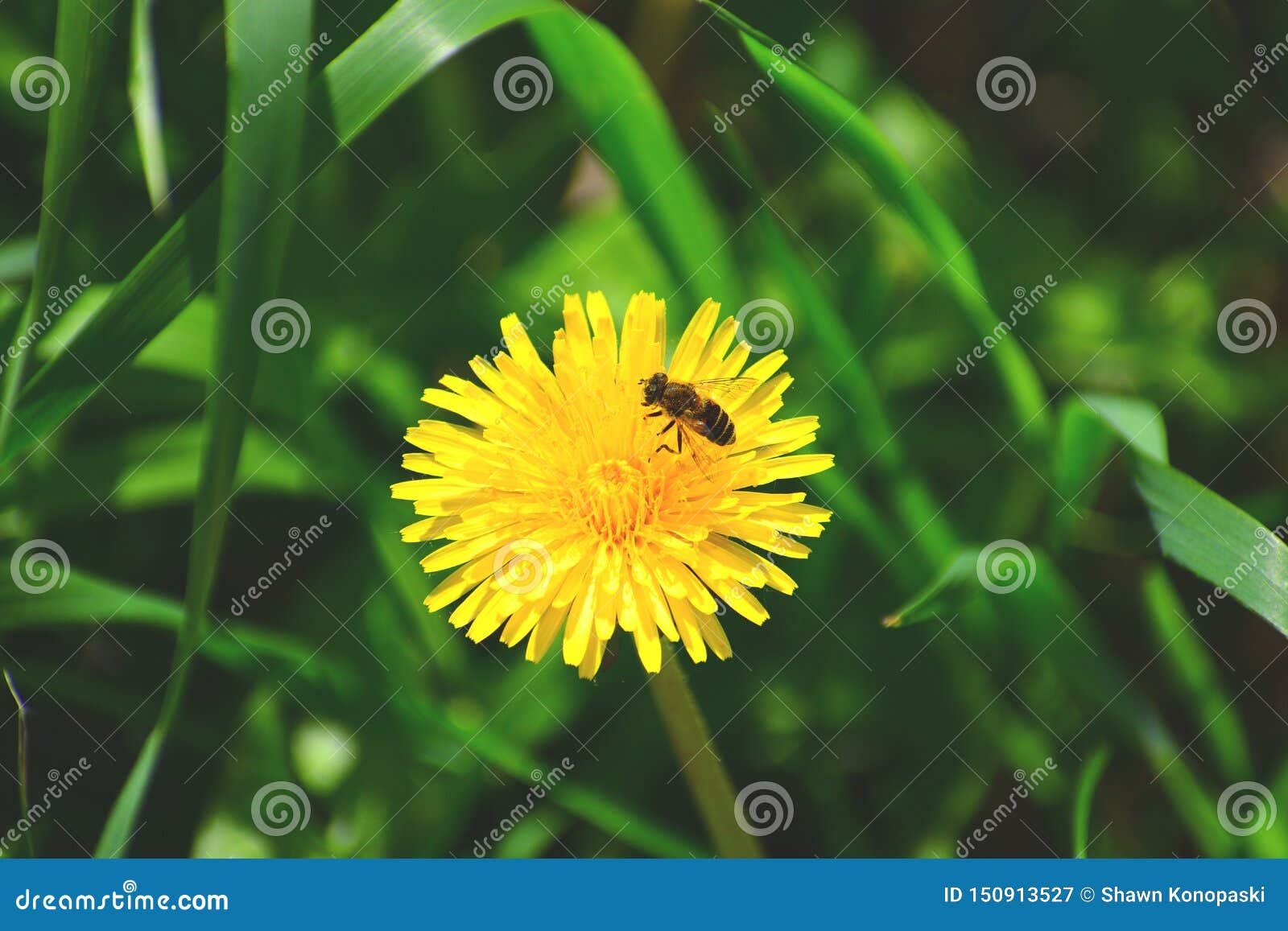 Busy bee on a summer day stock image. Image of outdoors - 150913527