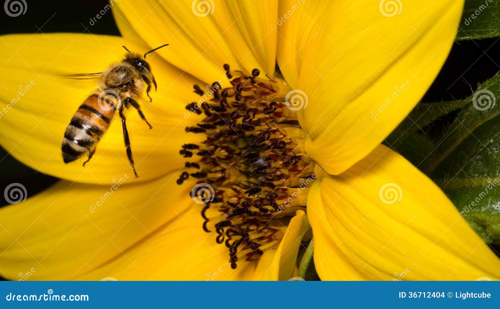 Bee Buzzing Around Sunflower Stock Photo - Image of collecting, pollen ...