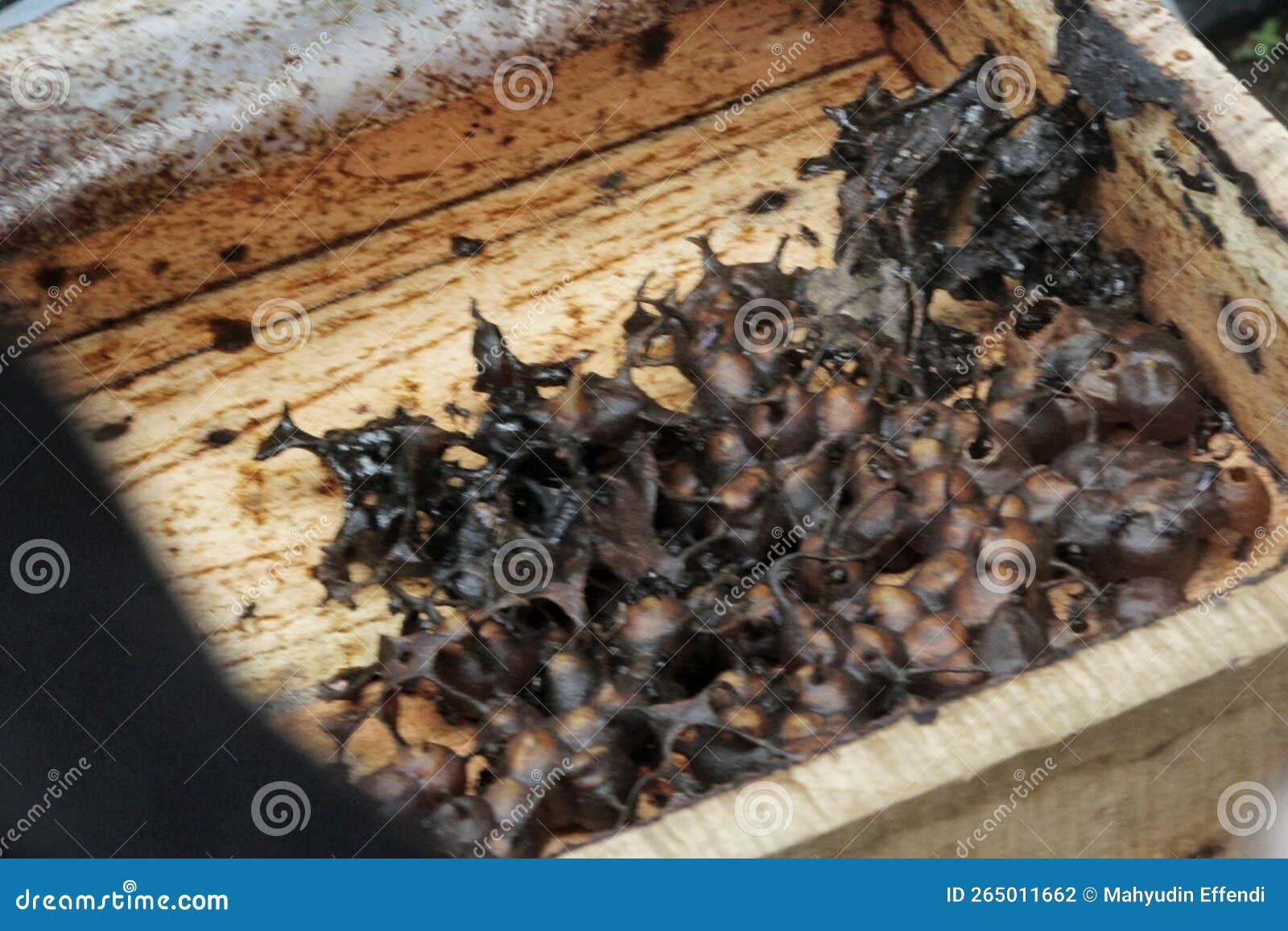 Bee cage stock photo. Image of flower, pollination, wood - 265011662