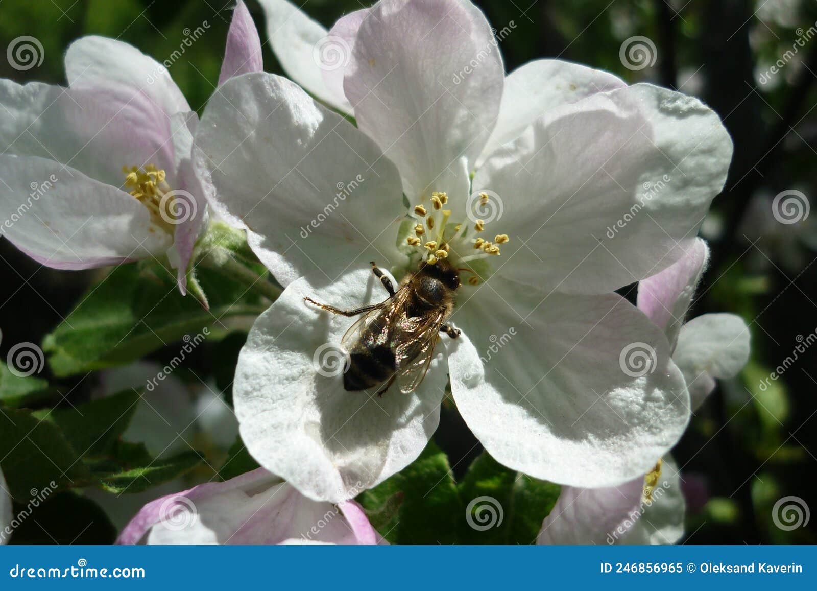 Bee on an apple blossom stock image. Image of invertebrate - 246856965