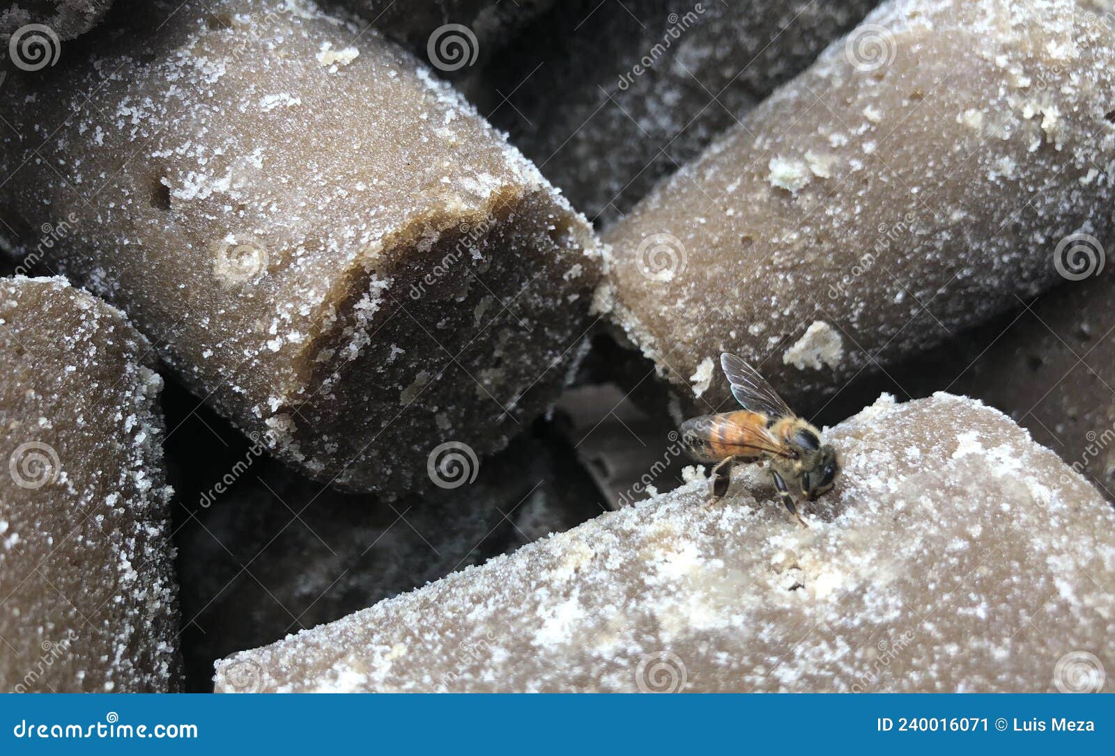 Bee candy stock image. Image of nature, summer, macro - 240016071