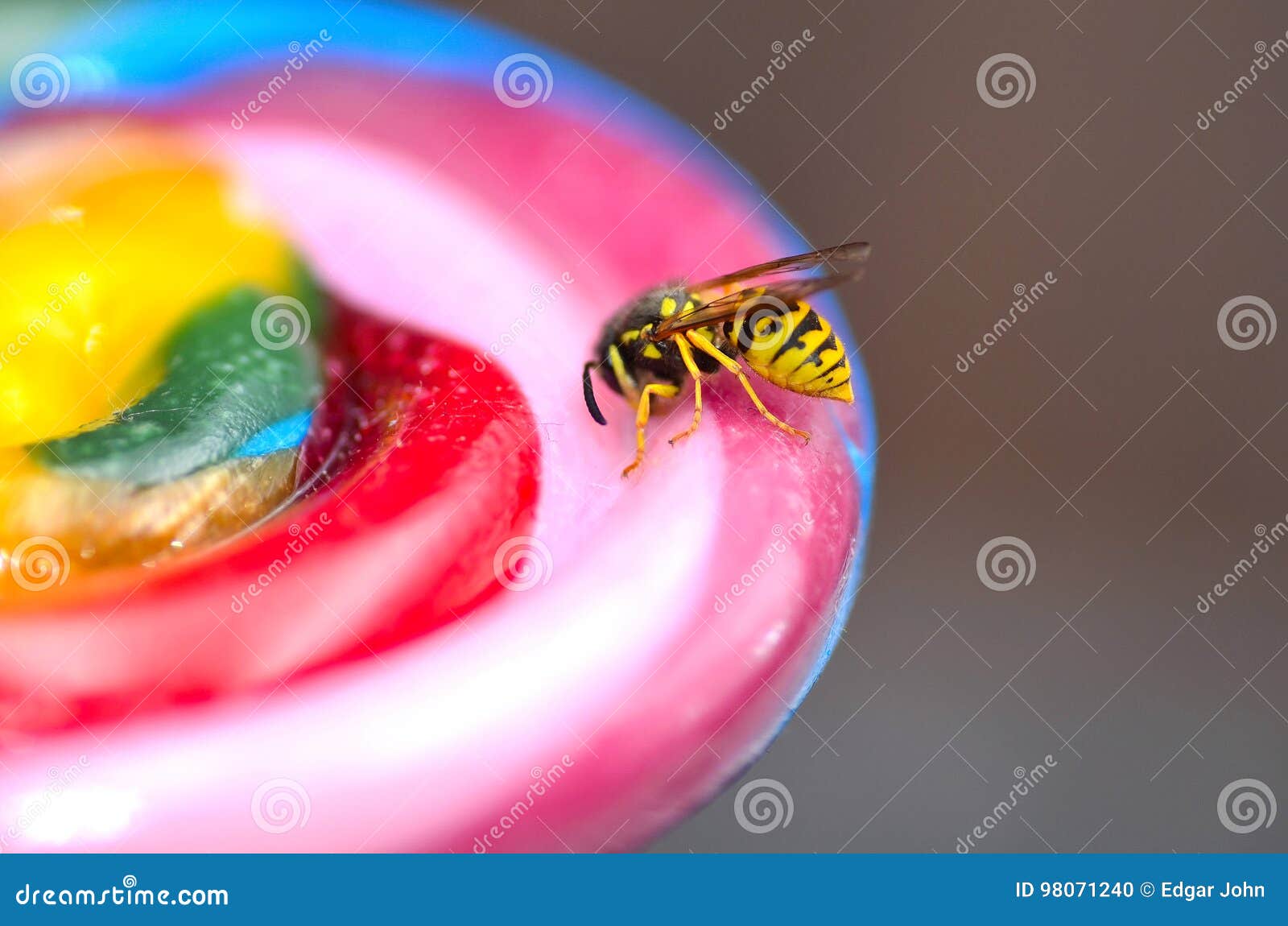 Bee on candy stock photo. Image of logo, fresh, animal - 98071240