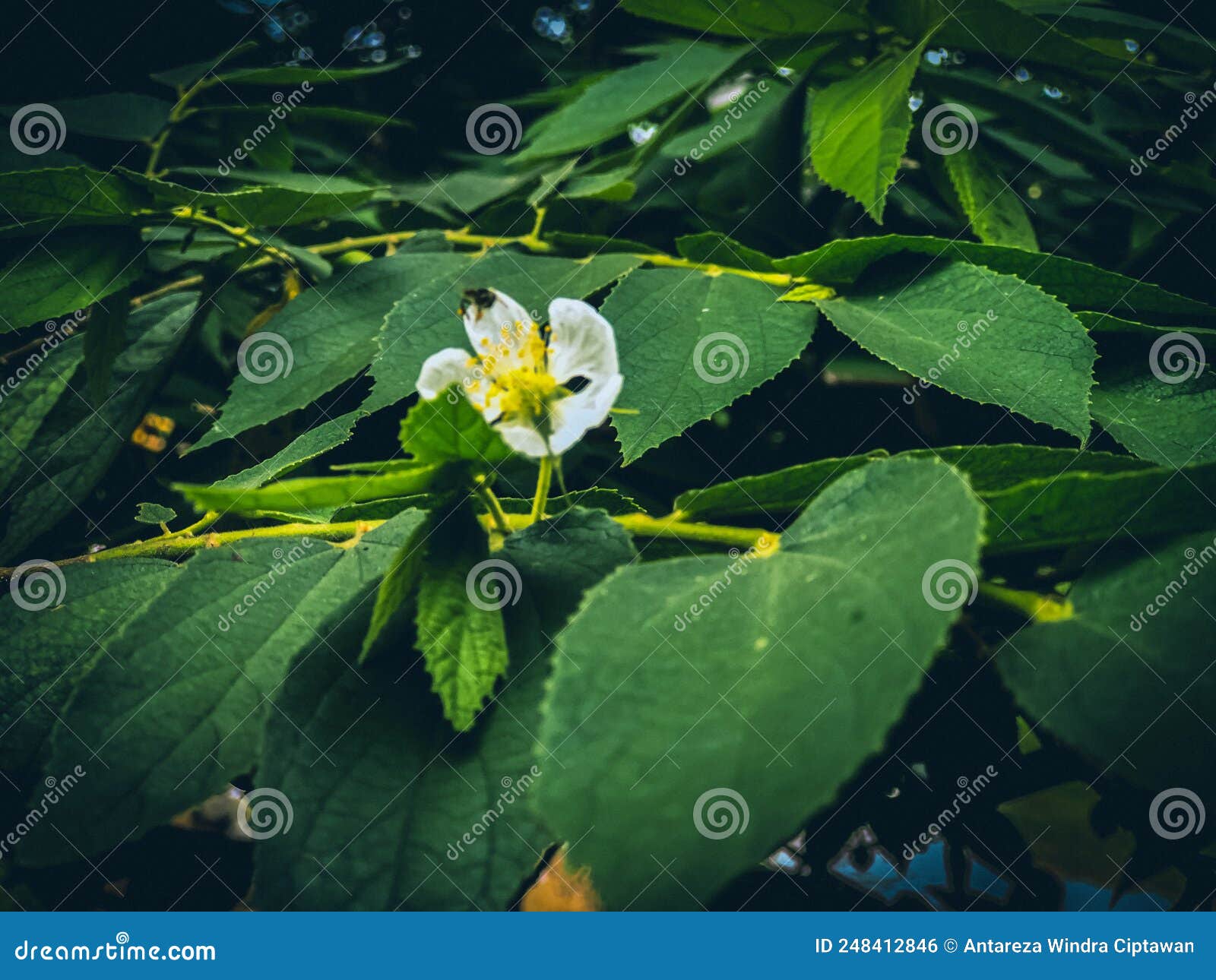A Bee Captured Approach the Flower of Javanese Cherry. Kediri, East ...