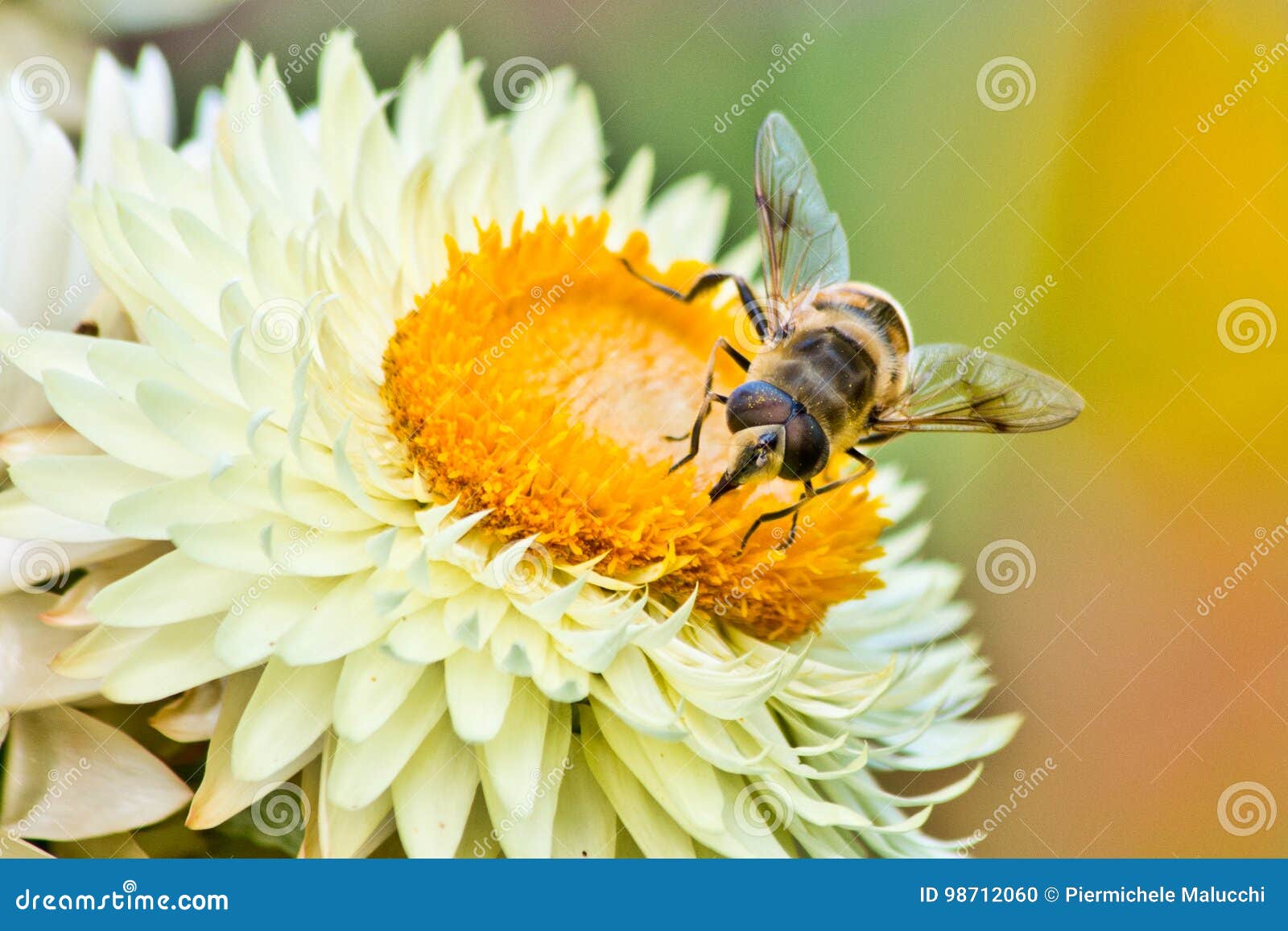 Bee Captures Pollen from a Flower Stock Photo - Image of park, blue ...