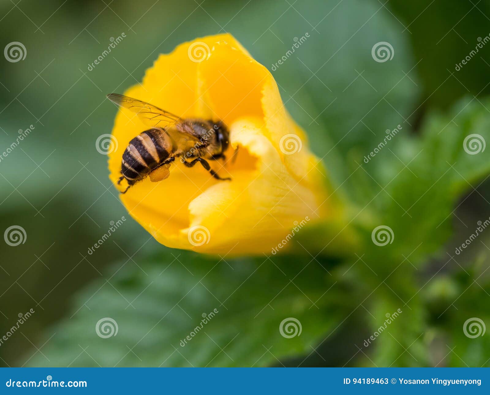 The Bee is Carrying the Pollen and Attaching To Its Legs. Stock Image ...