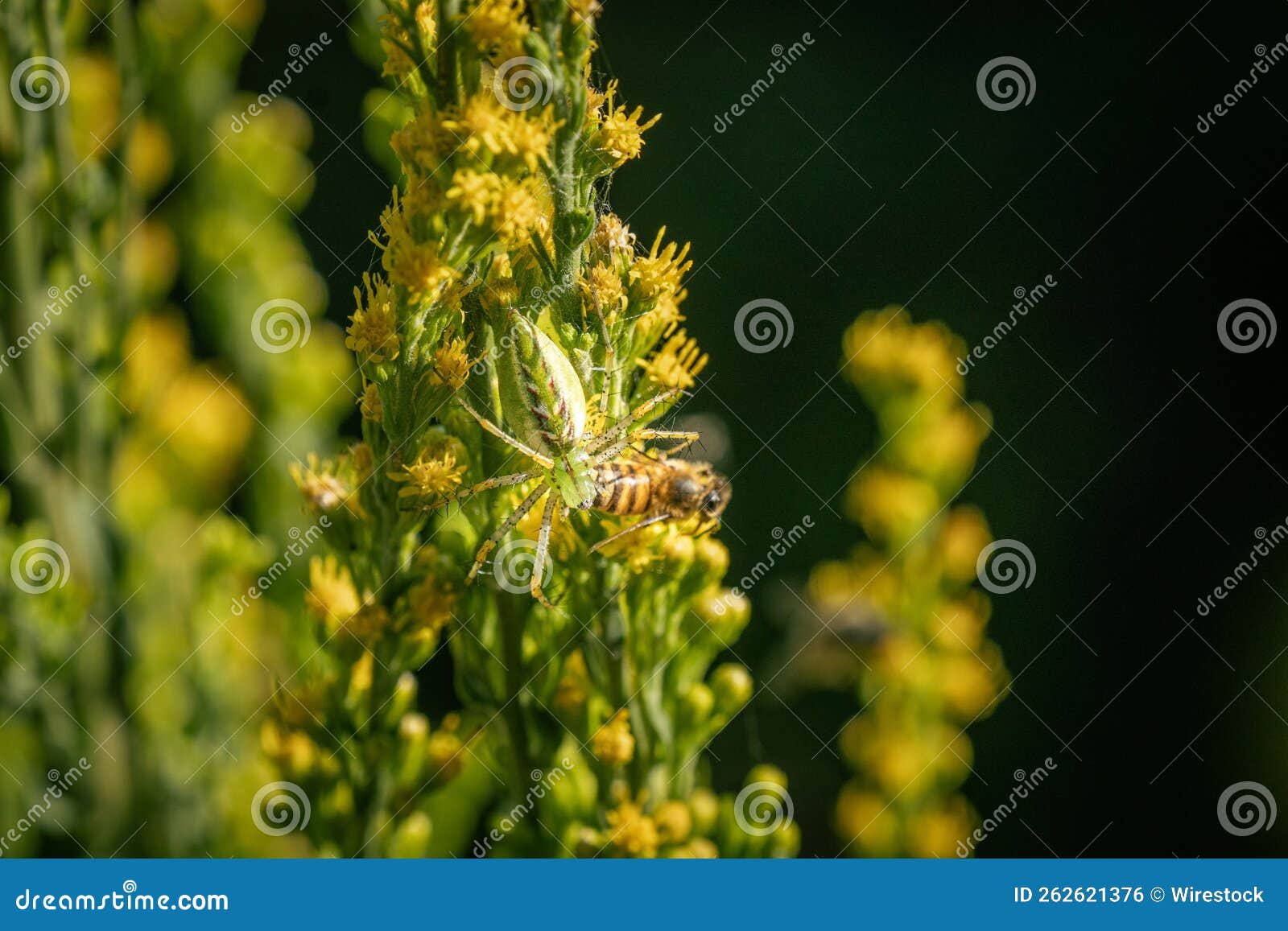 Bee Caught by a Spider on a Plant Stock Photo - Image of closeup, prey ...