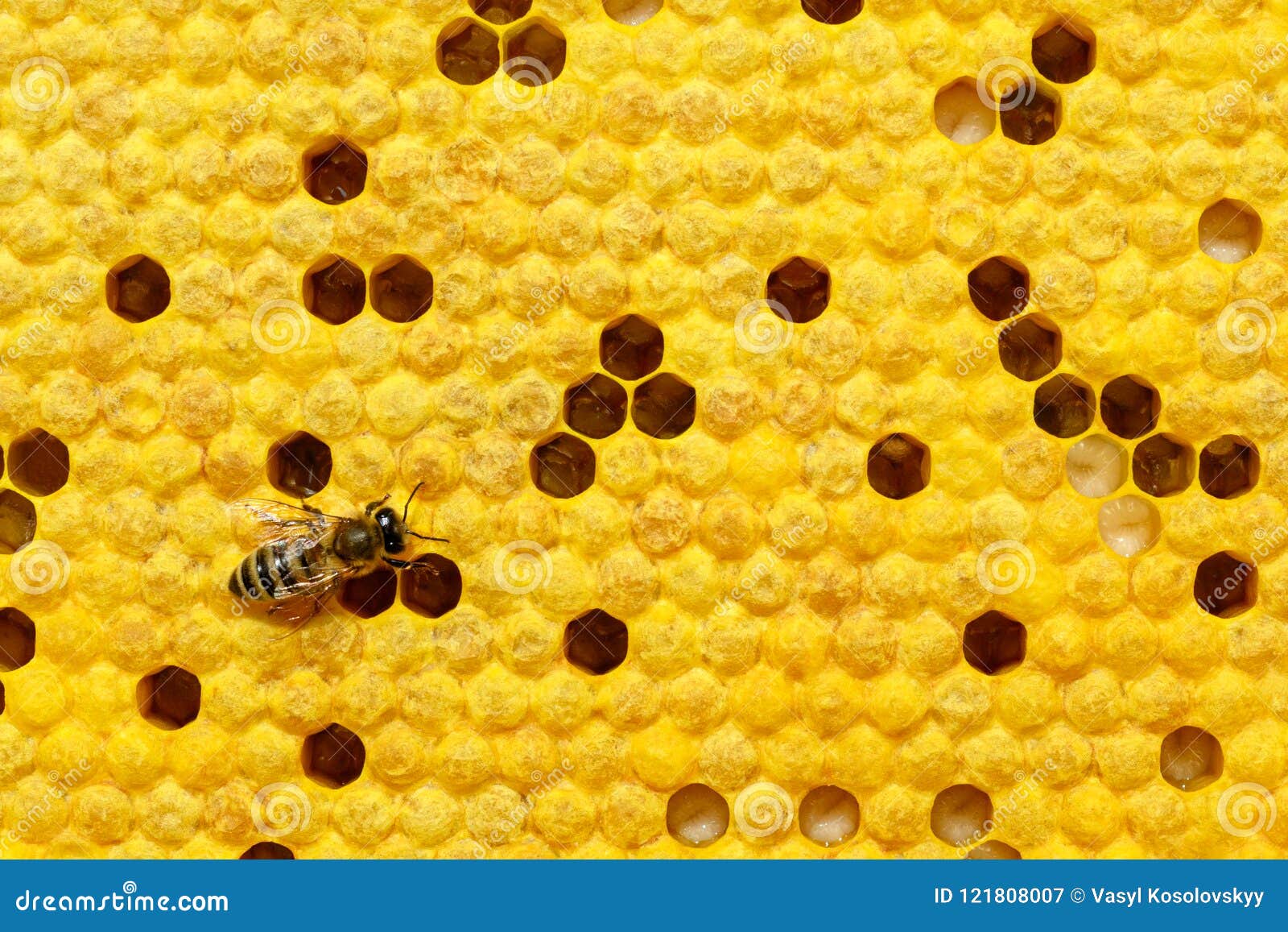 Bee on a Cell with Larvae. Bees Broods. Stock Image - Image of medicine ...