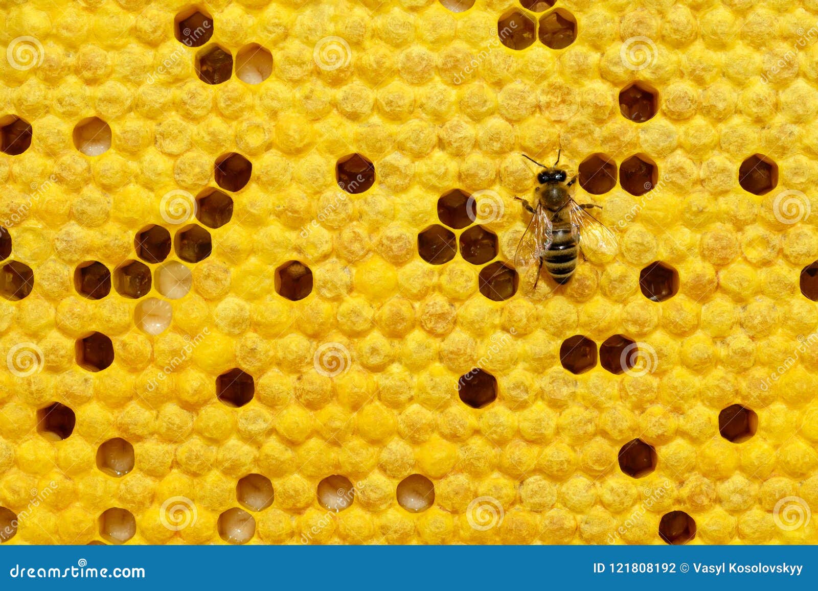 Bee on a Cell with Larvae. Bees Broods. Stock Photo - Image of beeswax ...