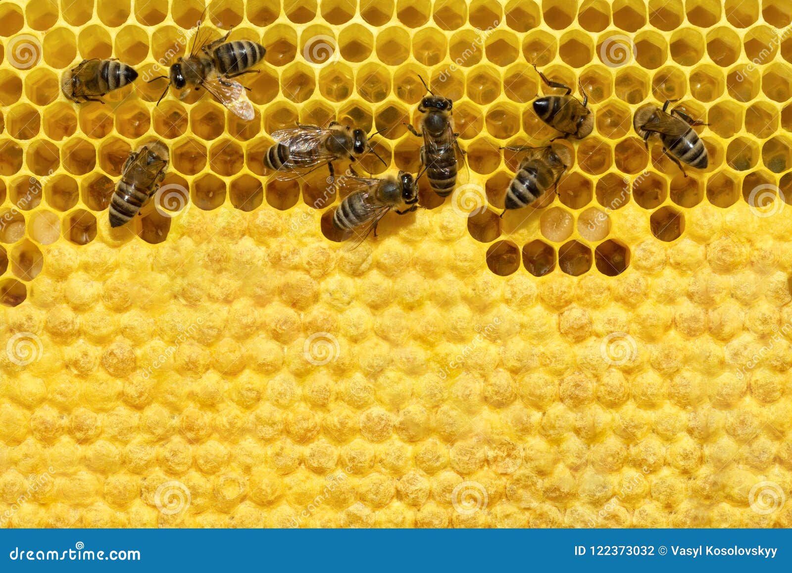 Bee on a Cell with Larvae. Bees Broods Copyspace. Concept of Beekeeping ...