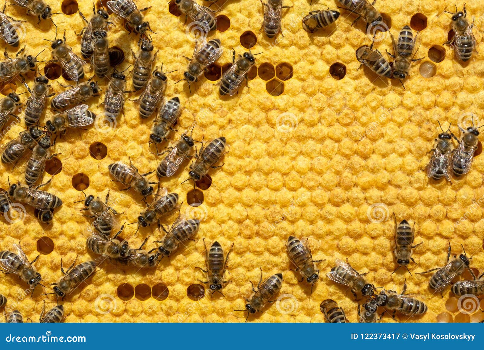 Bee on a Cell with Larvae. Bees Broods Copyspace. Concept of Beekeeping ...