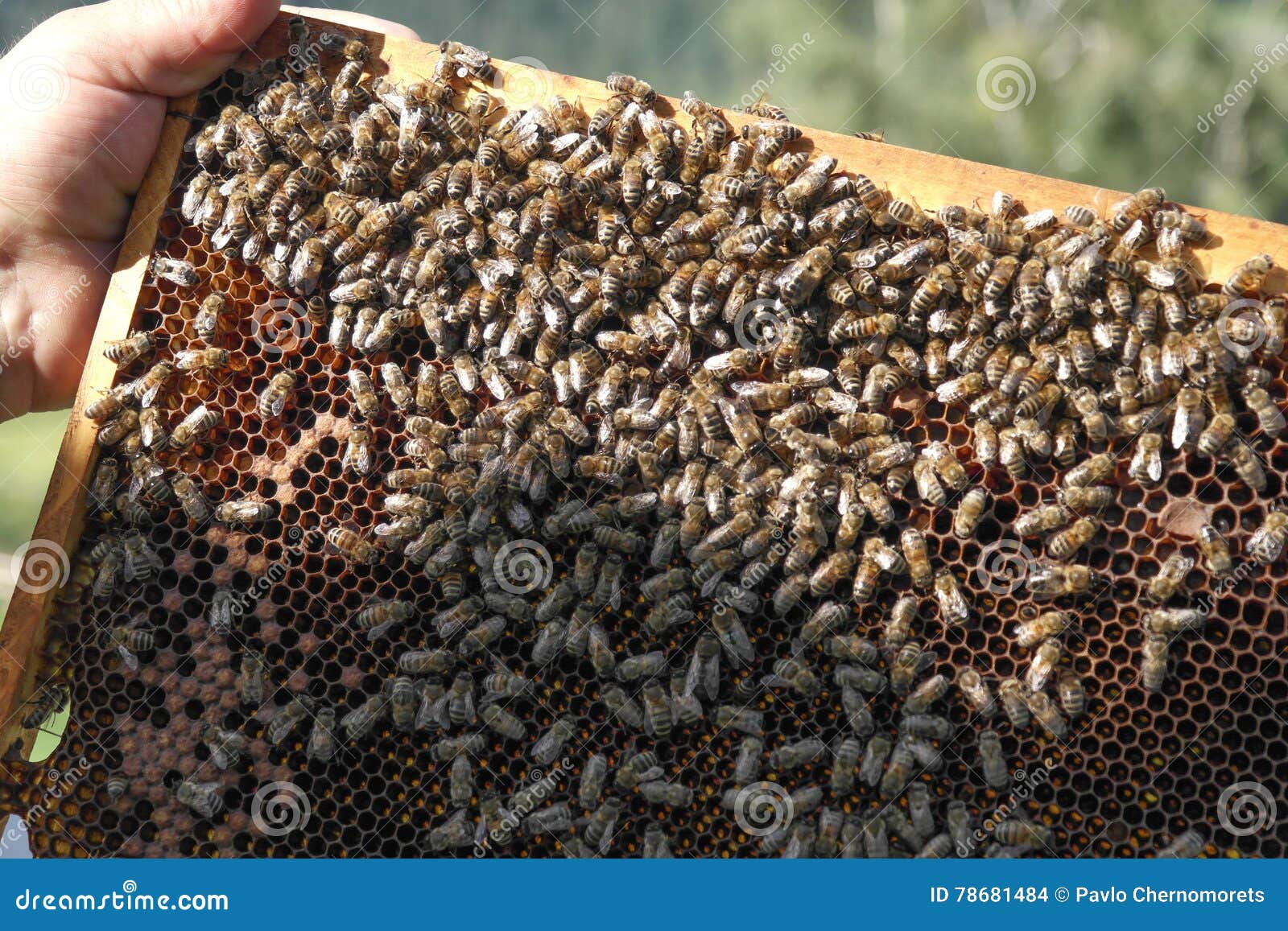 Bee on a cell stock photo. Image of honeycomb, sting - 78681484