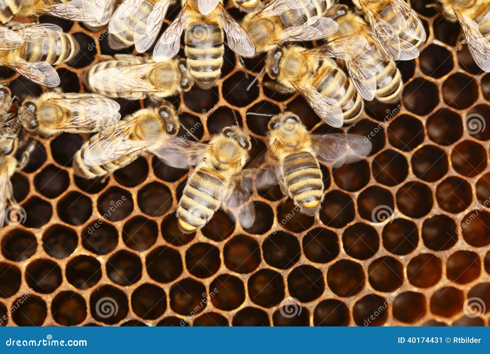 Bee and cell stock image. Image of beeswax, activity - 40174431