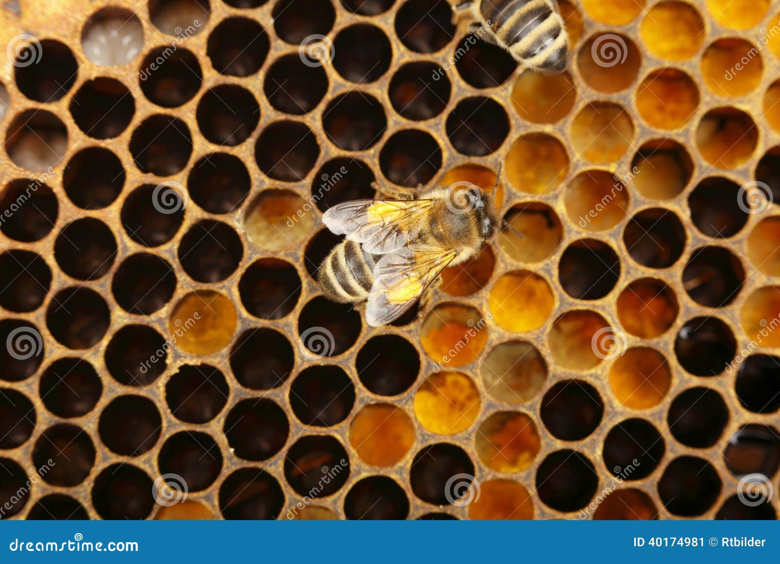Bee and cell stock image. Image of concepts, efficiency - 40174981
