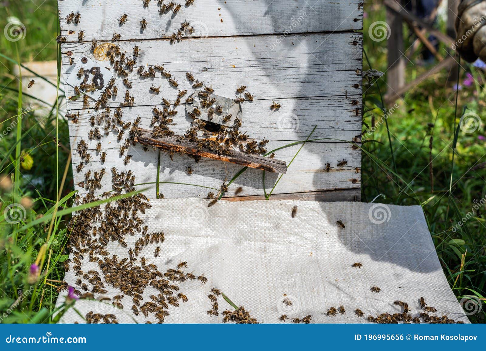 Bees Hive: Flying To The Landing Boards Stock Image | CartoonDealer.com ...