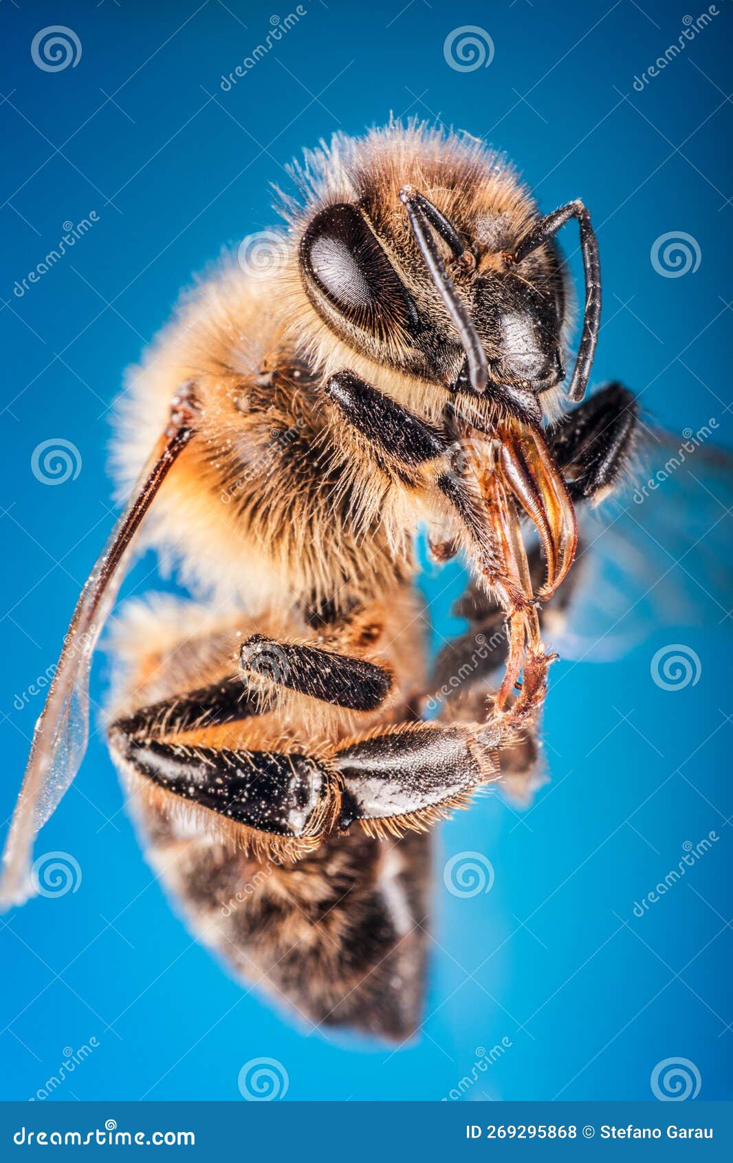 Bee Macro Close Up with Blue Gradient Background Stock Photo - Image of ...