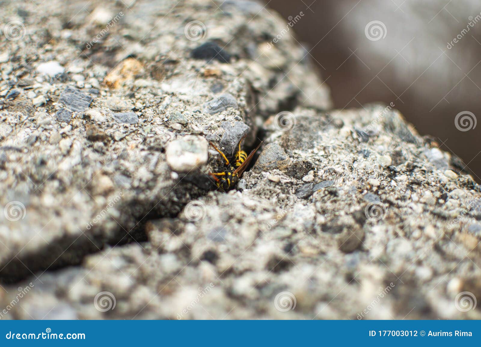 Bee stock photo. Image of natural, shaggy, nature, sand - 177003012