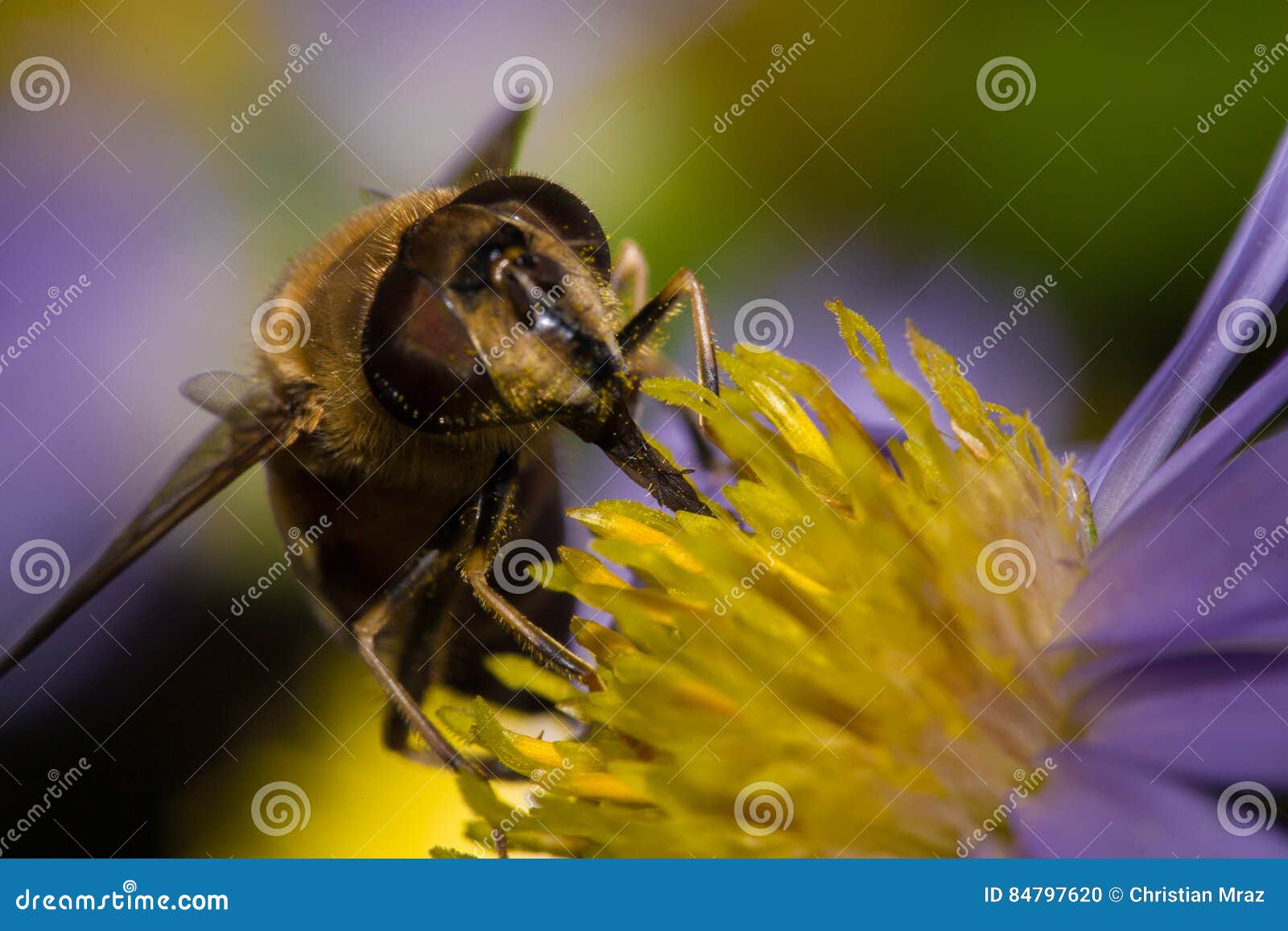 Bee close up stock photo. Image of flower, eyes, nature - 84797620