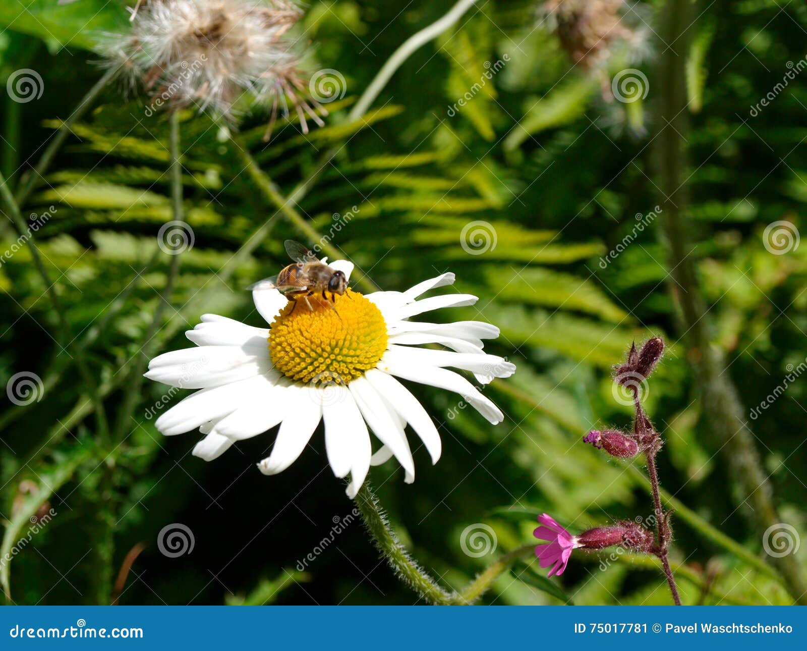 A Bee on a Closeup Camille in Alpine Mountains Stock Image - Image of ...