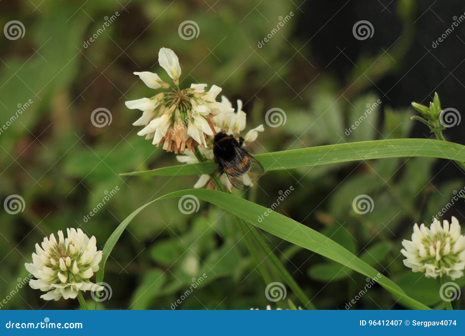 Bee on clover stock image. Image of leaf, beauty, flora - 96412407