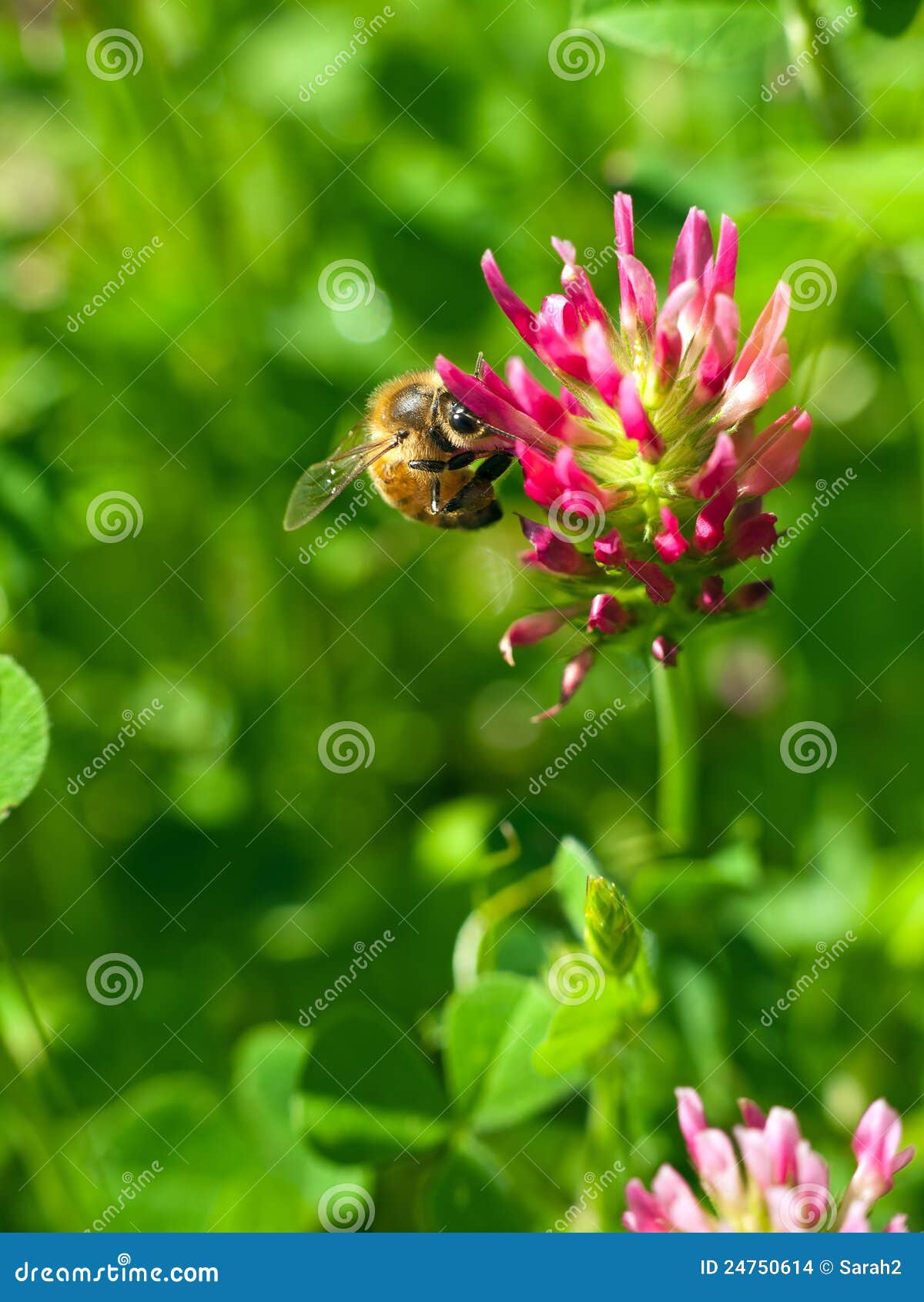 Bee in clover nature macro stock photo. Image of close - 24750614