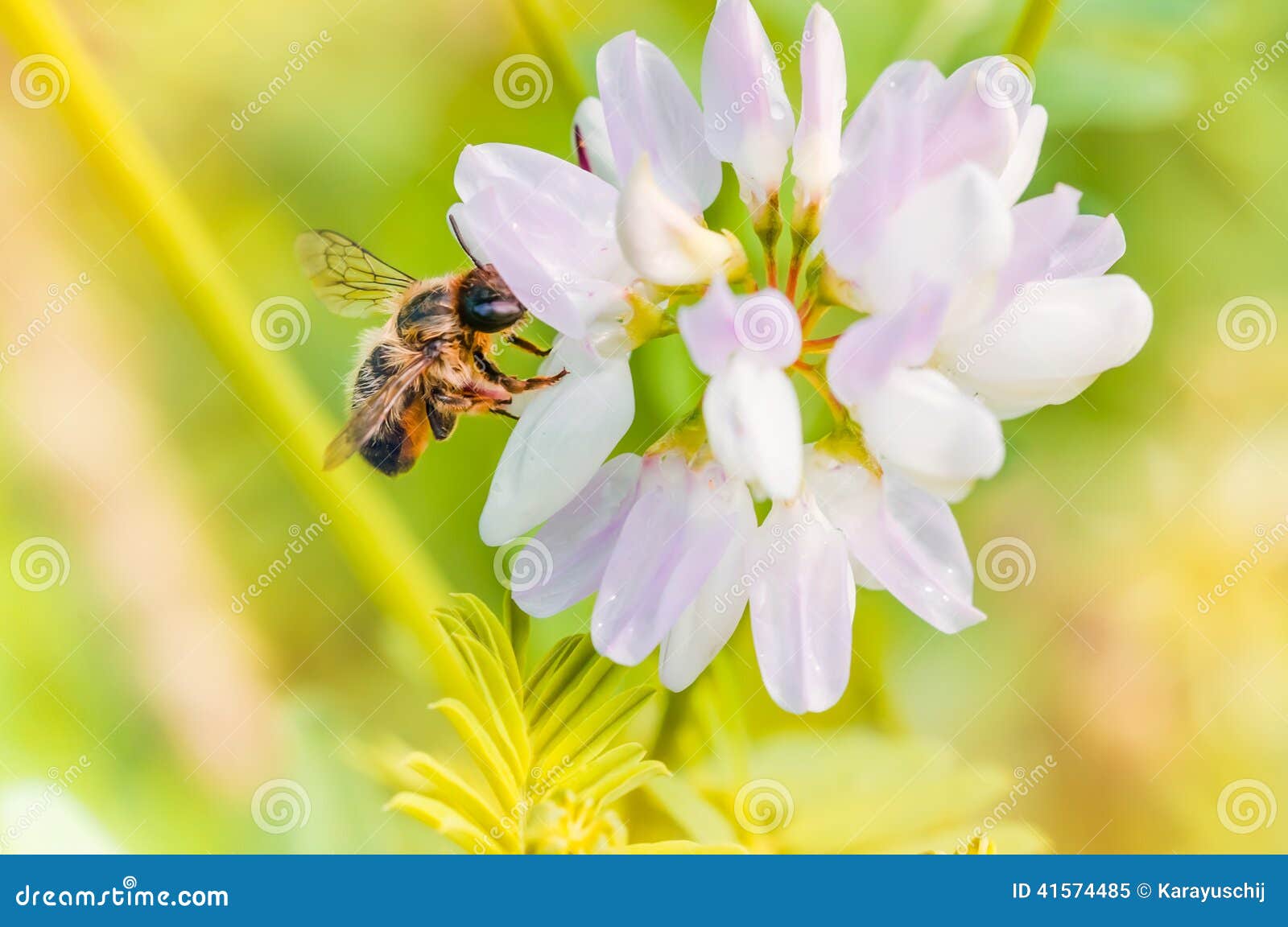 Bee and Clover stock image. Image of close, bees, pollination - 41574485