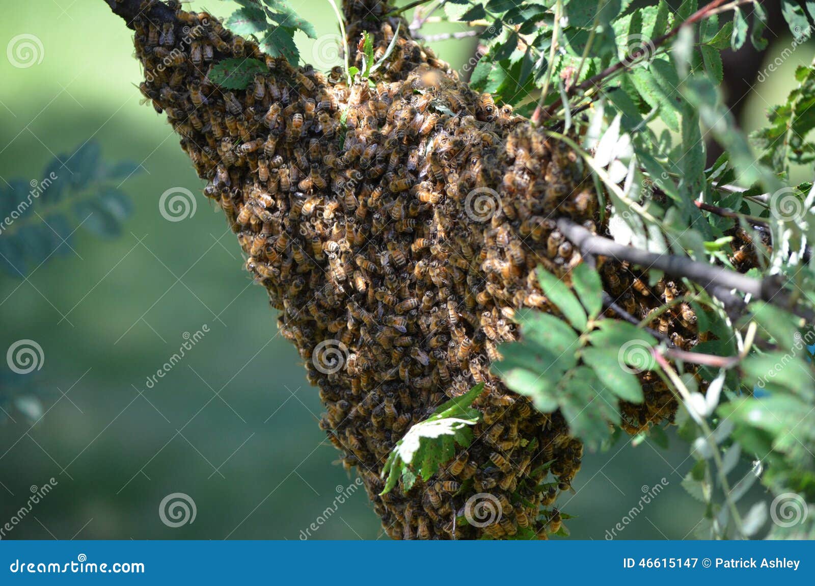 Bee Cluster on Tree Limb stock image. Image of cluster - 46615147
