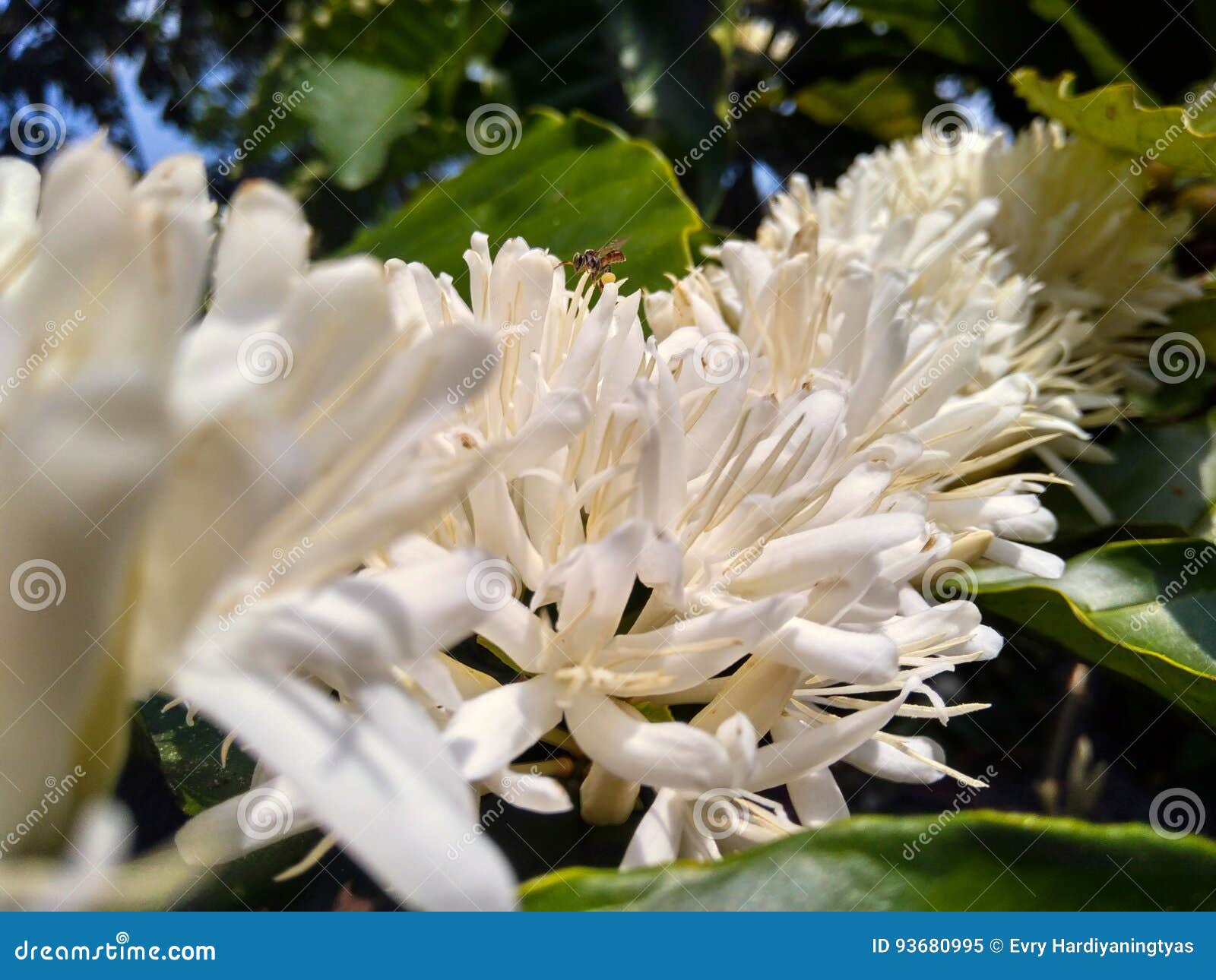 Bee and coffee flowers stock image. Image of sumer, tree - 93680995