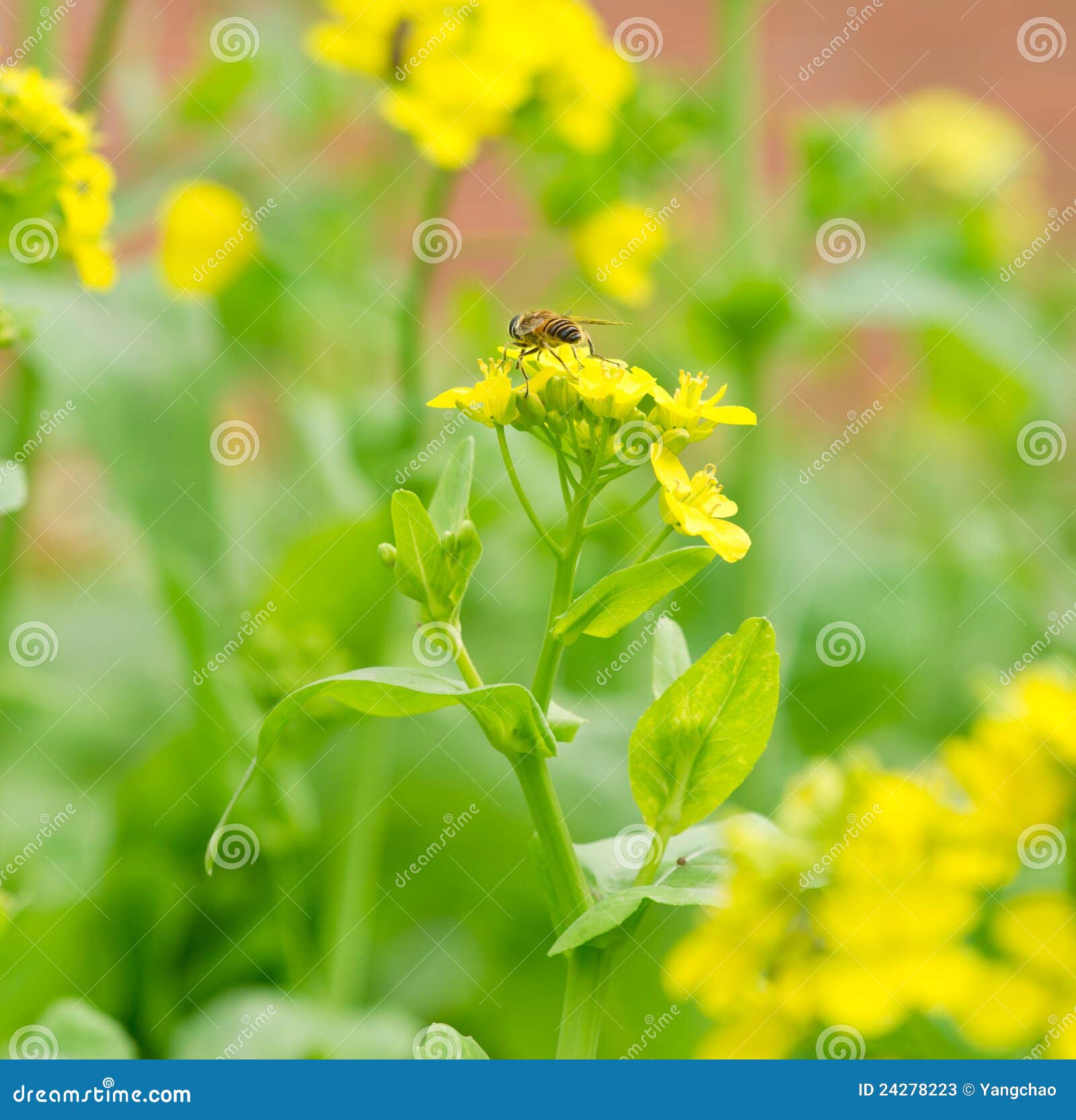 Bee with cole flowers stock image. Image of flower, grow - 24278223