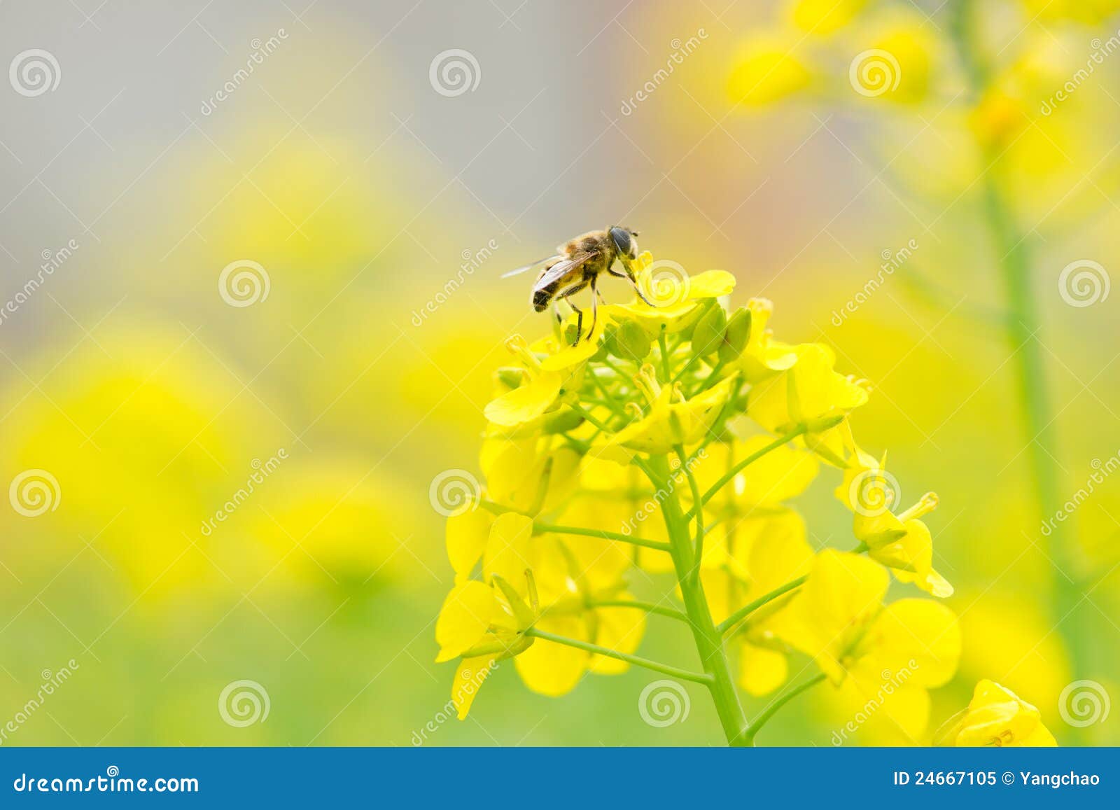 Bee with cole flowers stock image. Image of country, field - 24667105