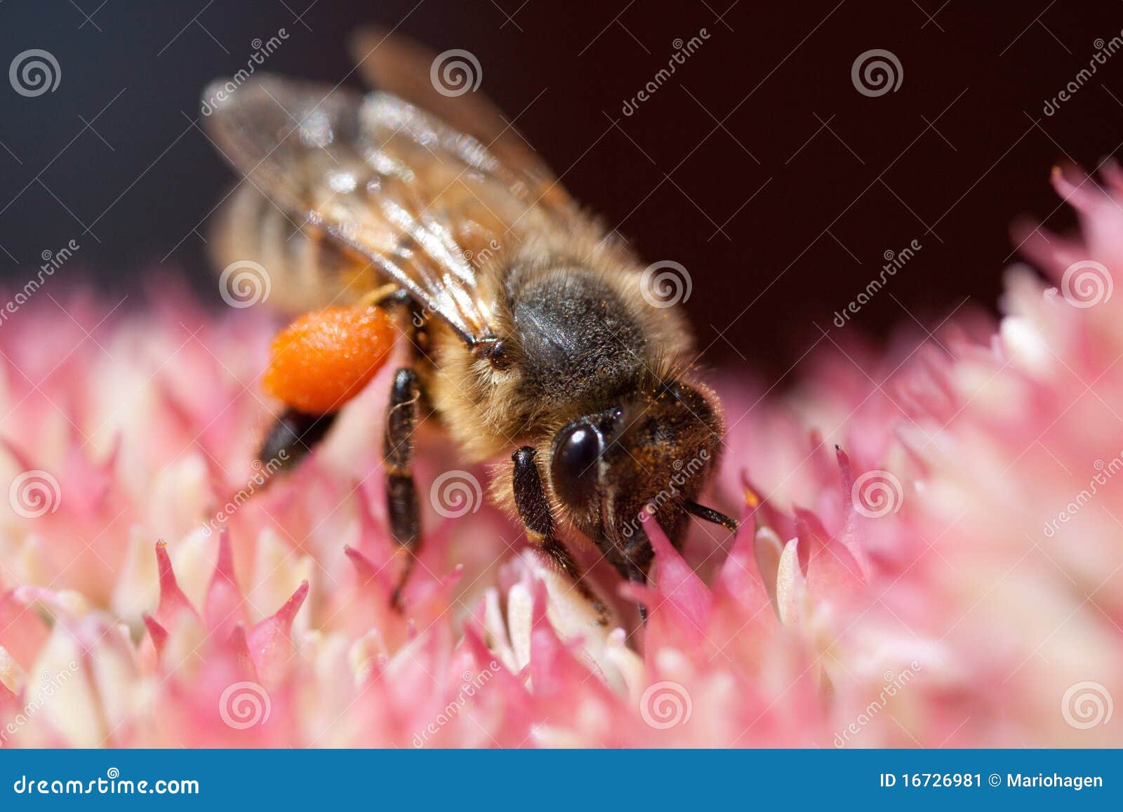 Bee is collecting food stock image. Image of macro, flower - 16726981