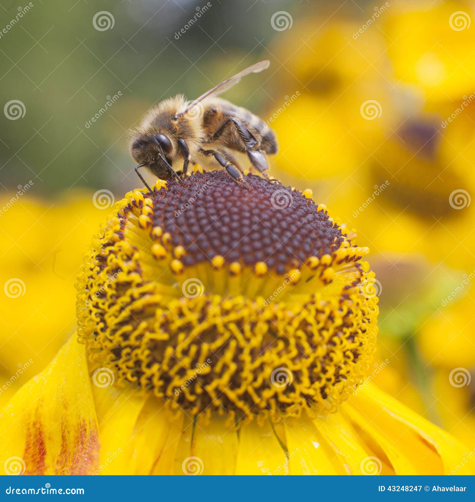 Bee Collecting Honey on Echinacea Stock Image - Image of blossom, close ...