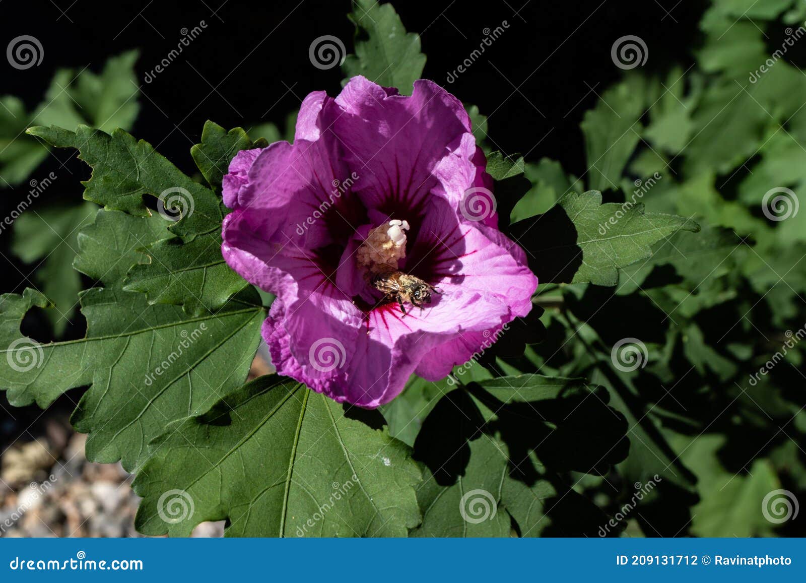 Bee Collecting Its Nectar and Completing Its Journey with the Pink ...