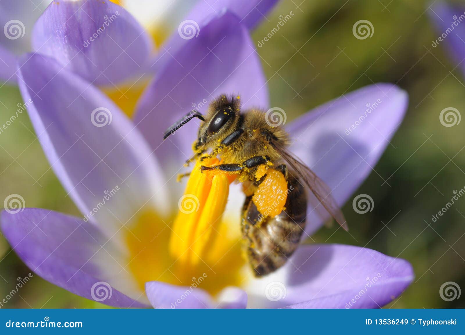 Bee collecting nectar stock image. Image of seasonal - 13536249