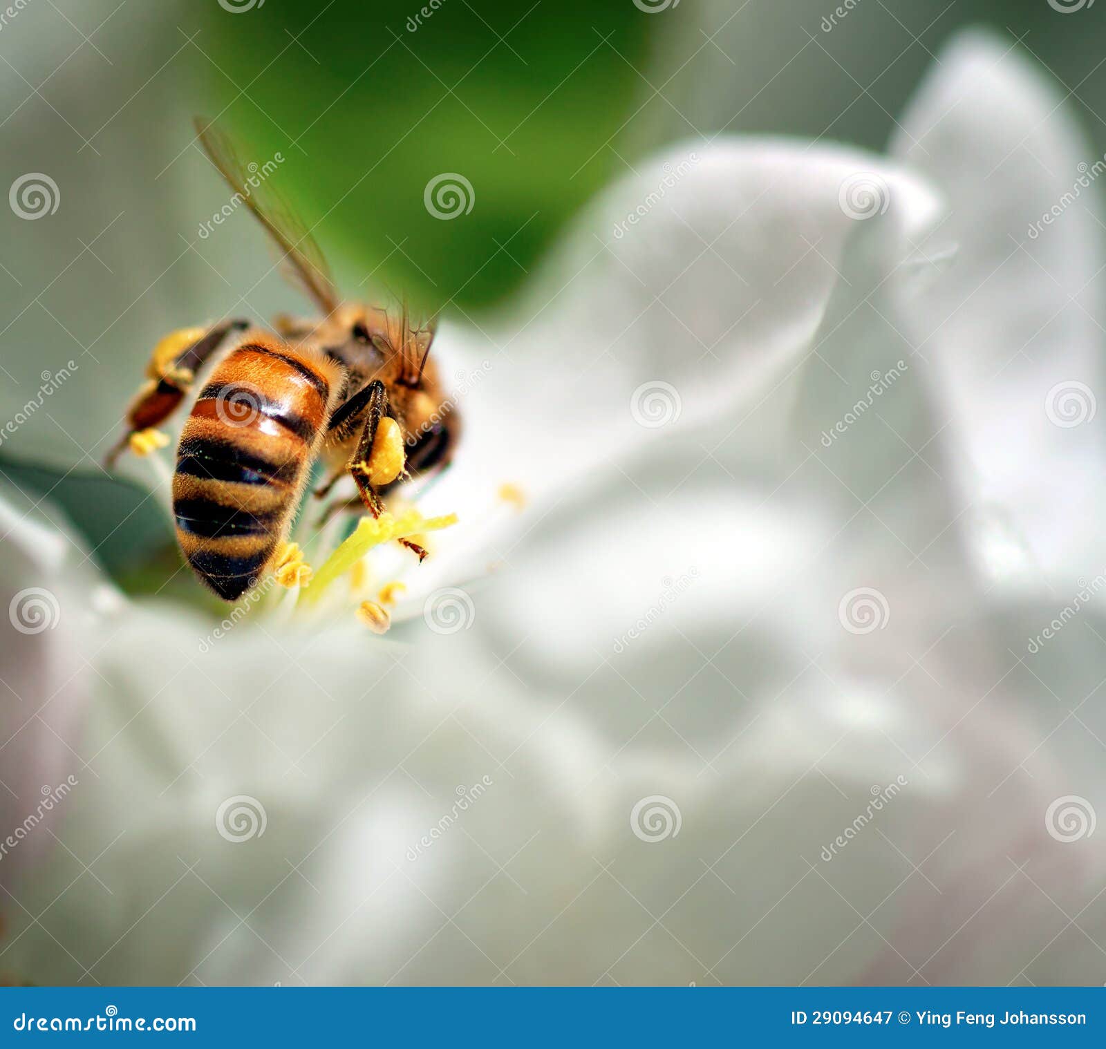 Bee collecting nectar stock image. Image of yellow, nectar - 29094647