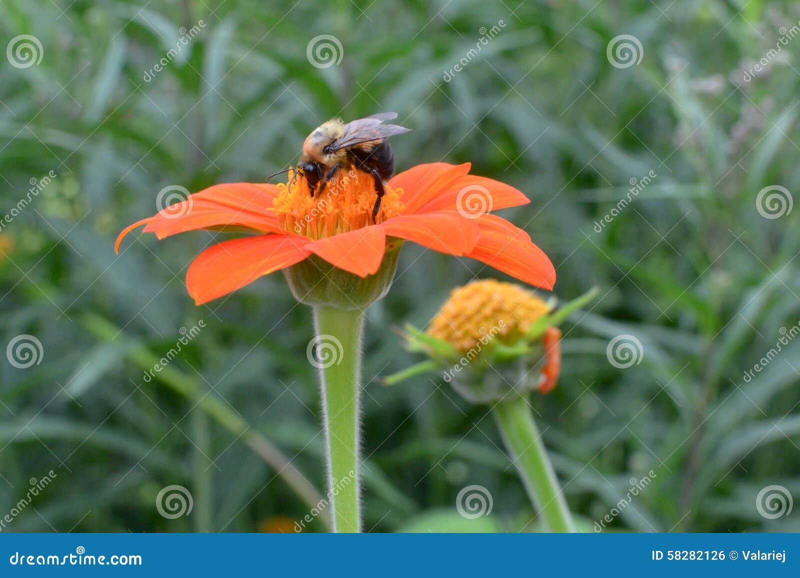 Bee Collecting Nectar stock photo. Image of stamen, bumblebee - 58282126