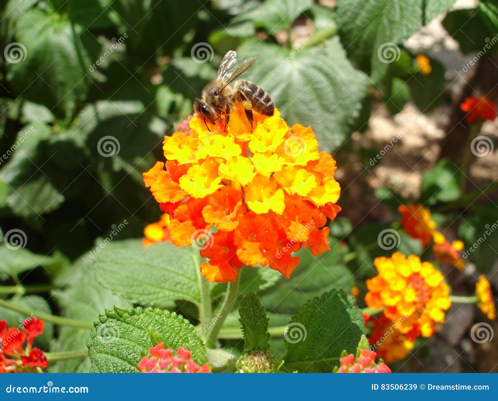 A Bee Collecting Nectar from a Flower Stock Image - Image of delicate ...
