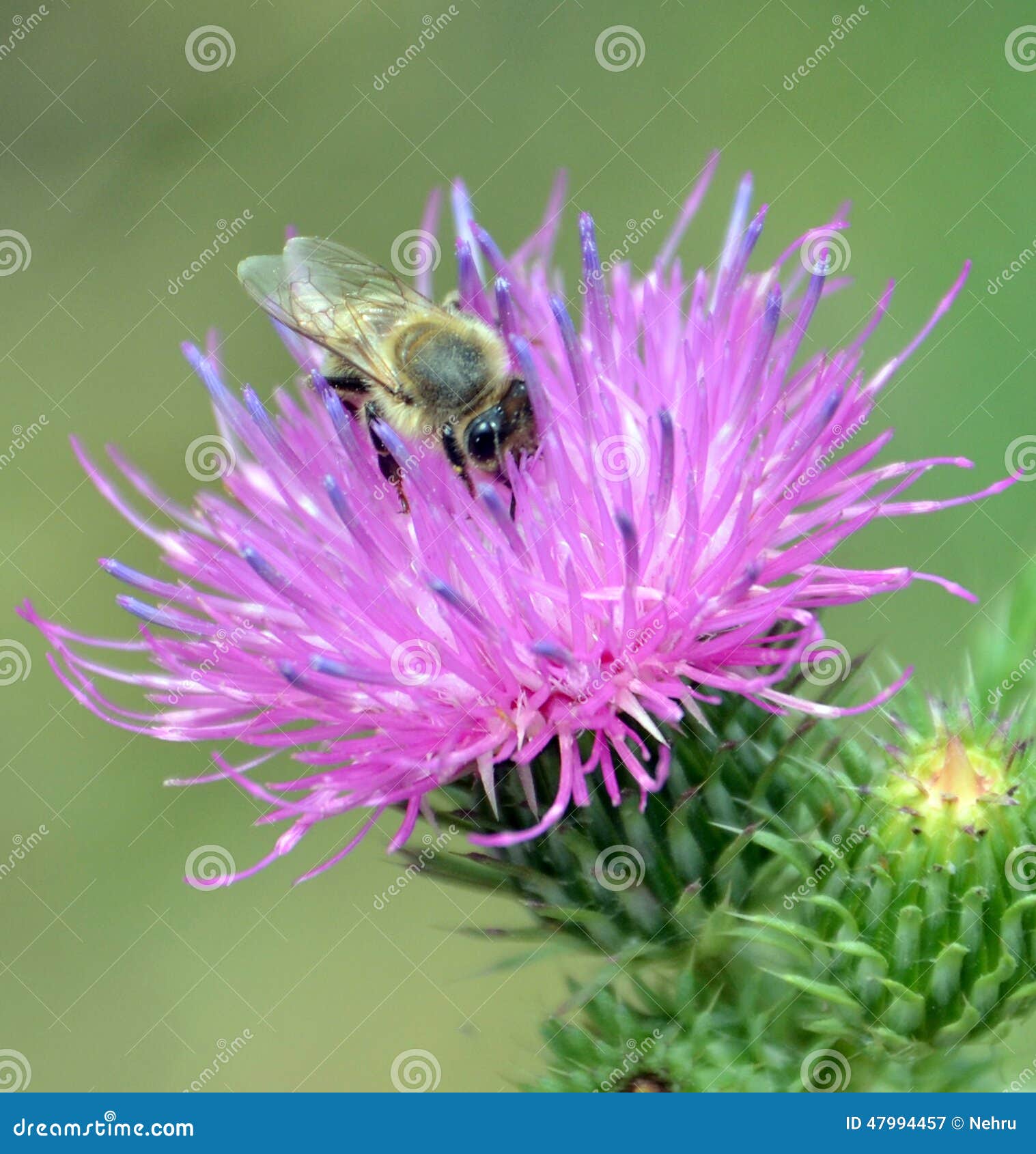 Bee Collecting Nectar from Flower Stock Image - Image of pollen ...