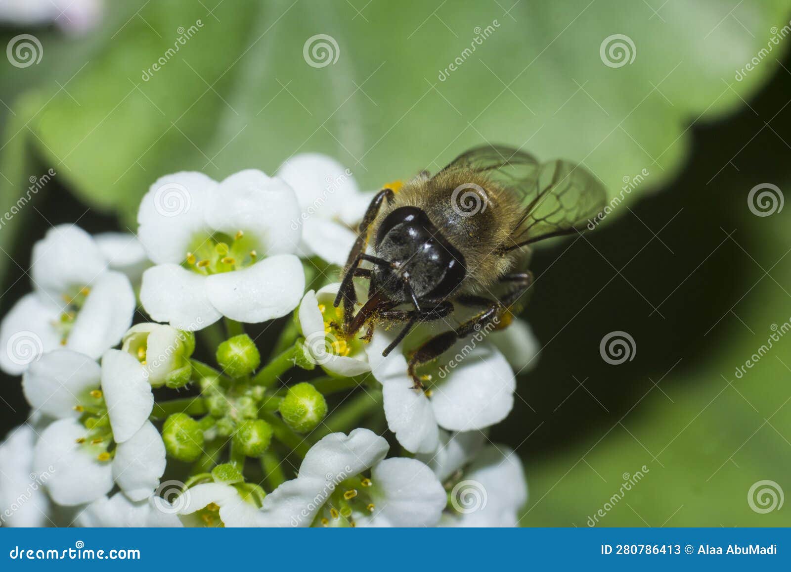 A bee collecting nectar stock image. Image of collection - 280786413