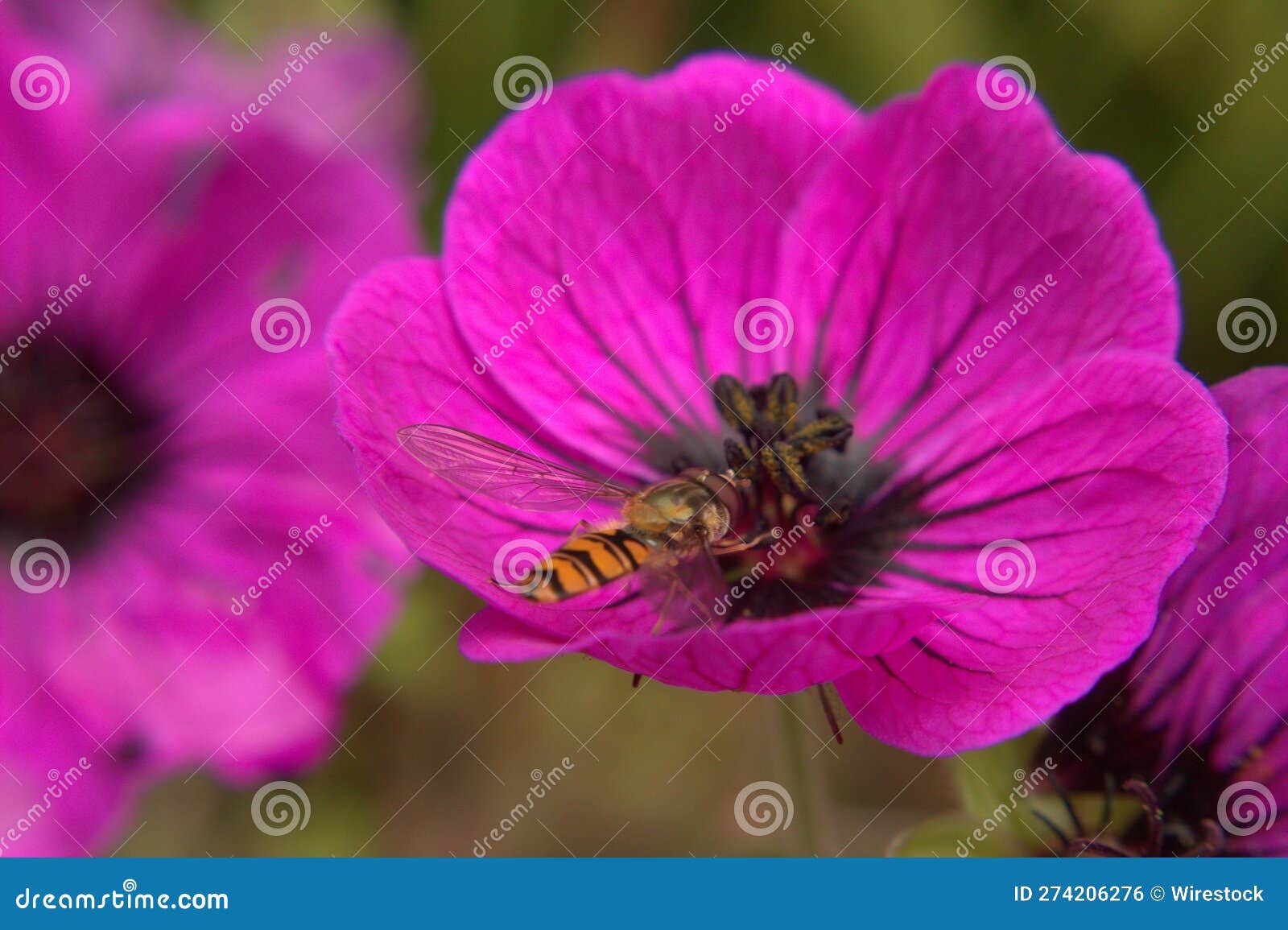 Bee Collecting Nectar from the Pink Flowers Stock Photo - Image of ...